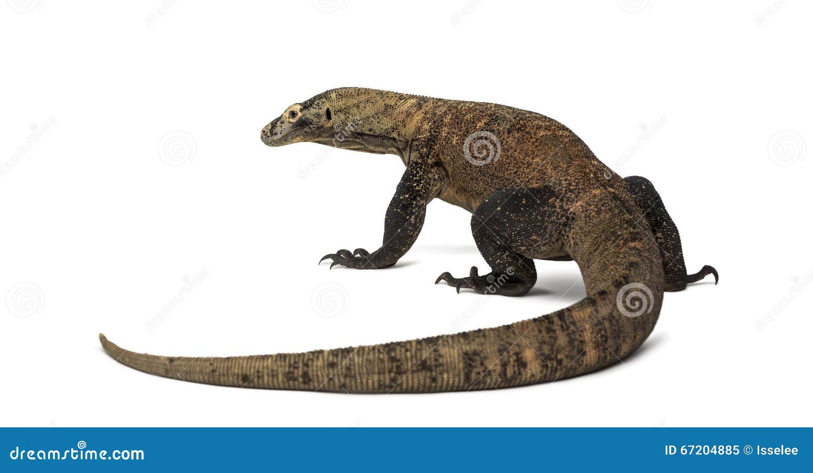 Rear View of a Komodo Dragon, Isolated on White Stock Image - Image of ...