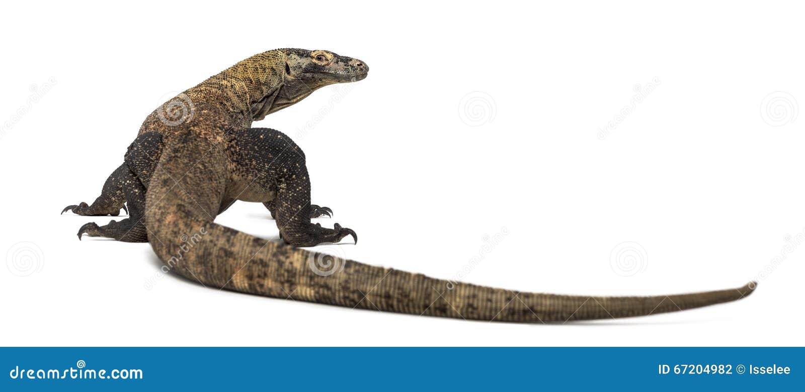 Rear View of a Komodo Dragon, Isolated on White Stock Photo - Image of ...