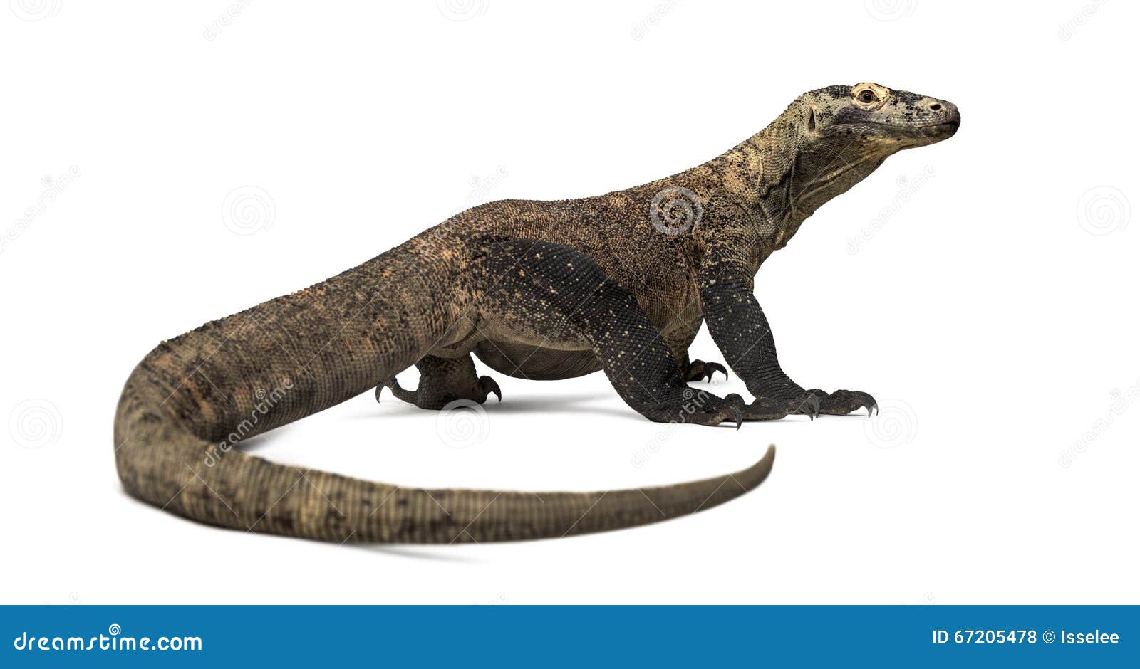 Rear View of a Komodo Dragon, Isolated on White Stock Photo - Image of ...