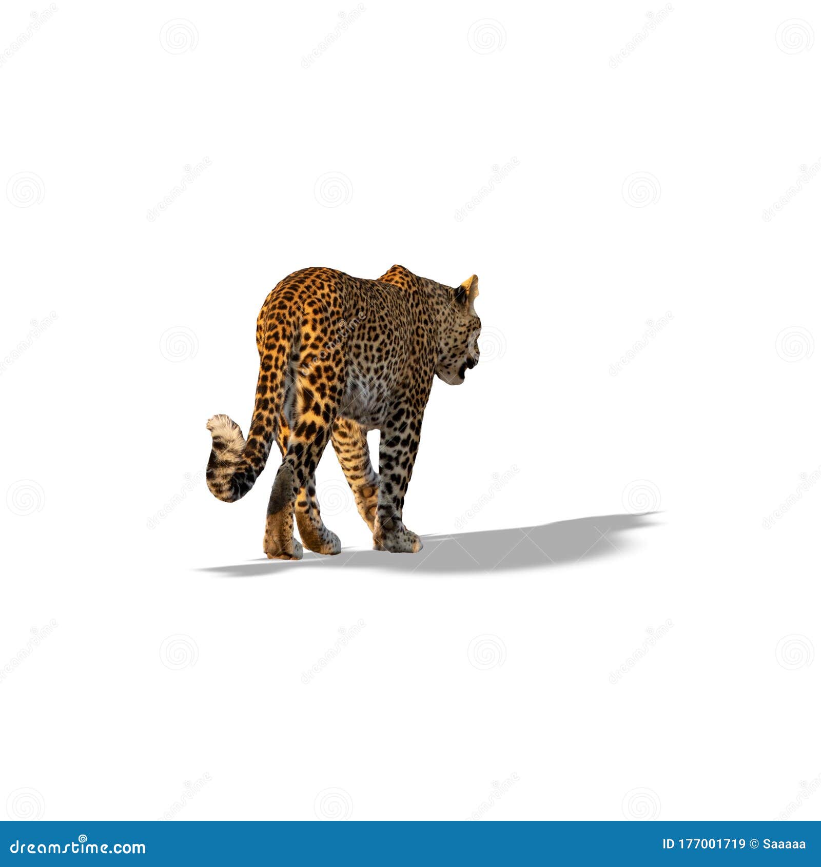 Rear View of Leopard Walking Isolated on White with Shadow Stock Image ...