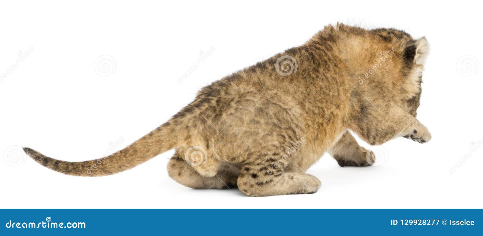 Rear View of a Lion Cub Hunting, 16 Days Old Stock Image - Image of ...