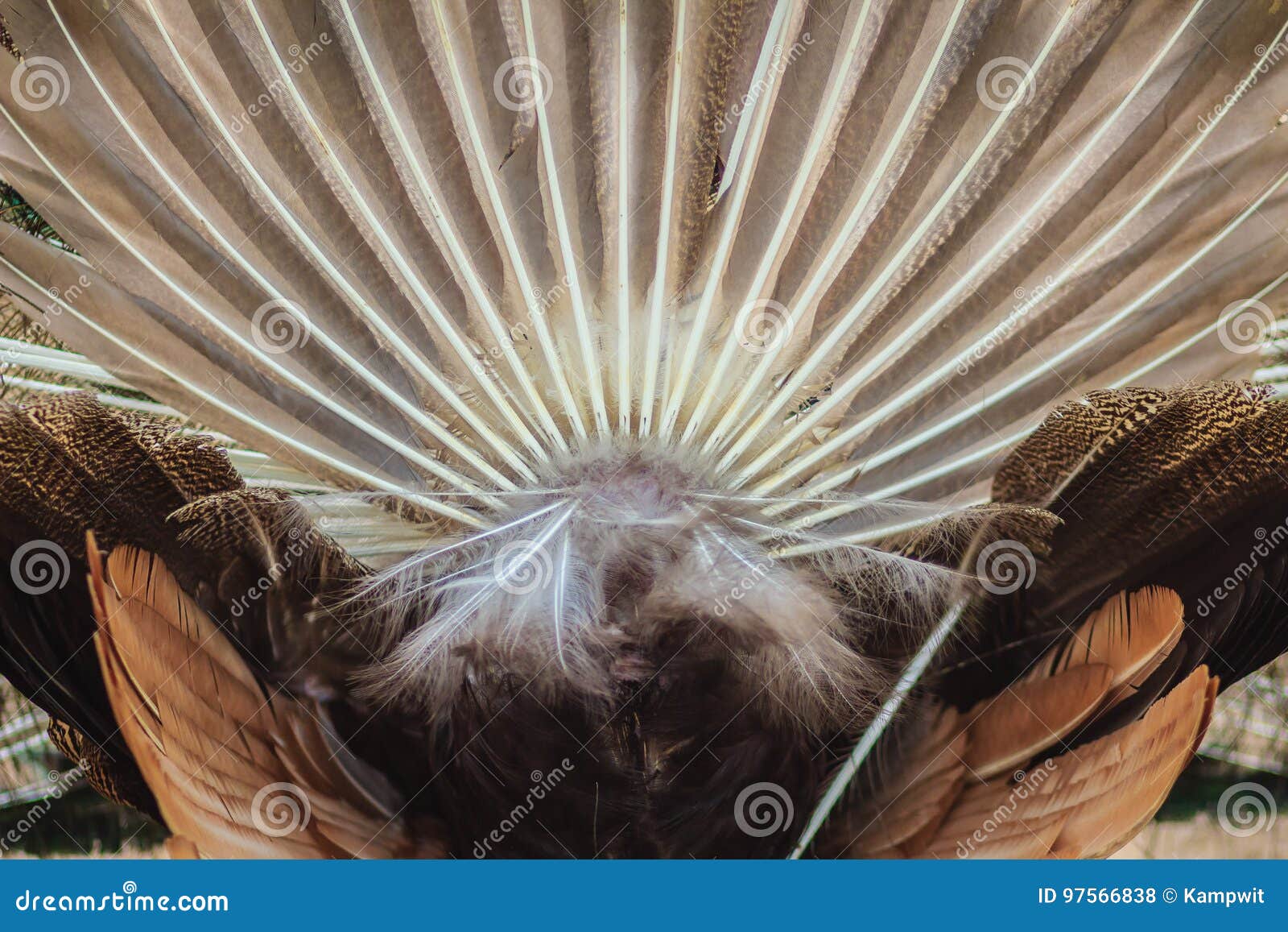 Rear View of Male Peacock Displaying Tail Feathers. Back View of Stock ...