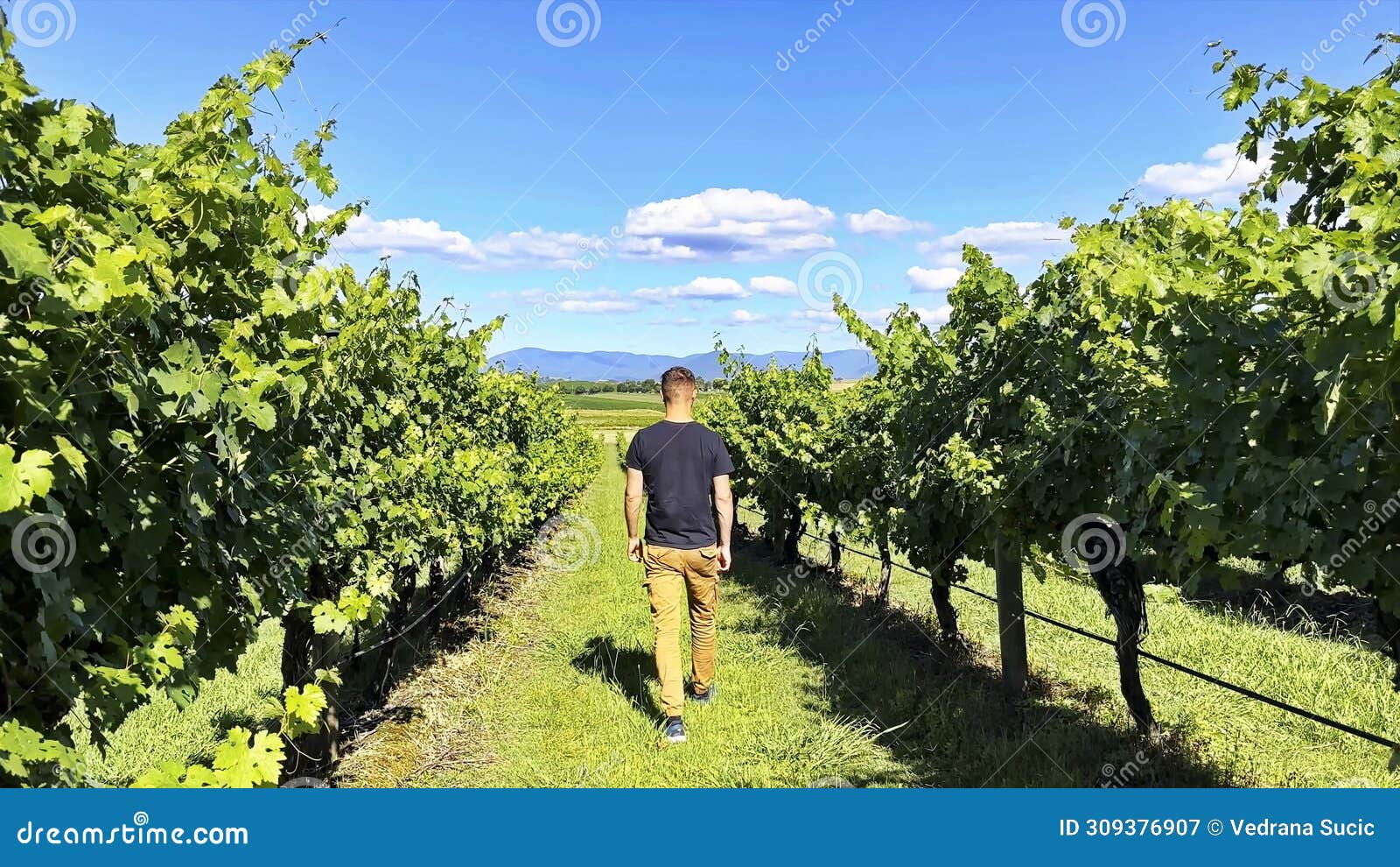 Man Walking Down the Vineyard Stock Image - Image of branch, grapes ...