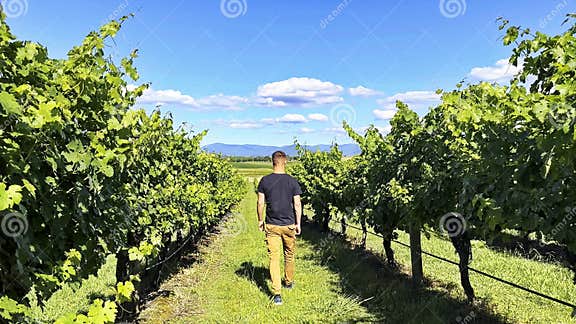 Man Walking Down the Vineyard Stock Image - Image of branch, grapes ...