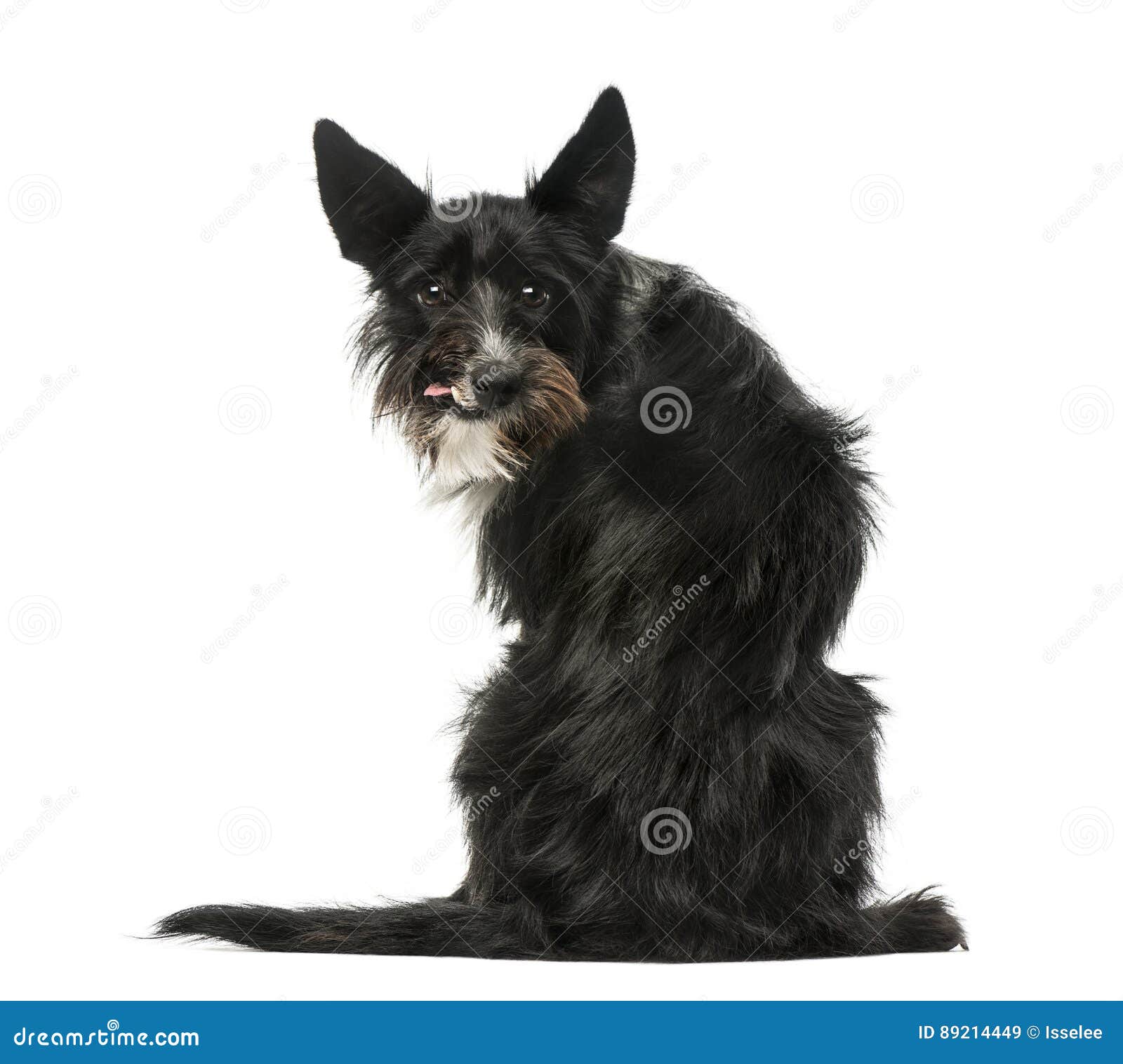 Rear View of a Mixed Breed Dog Sitting and Looking Backwards Stock ...