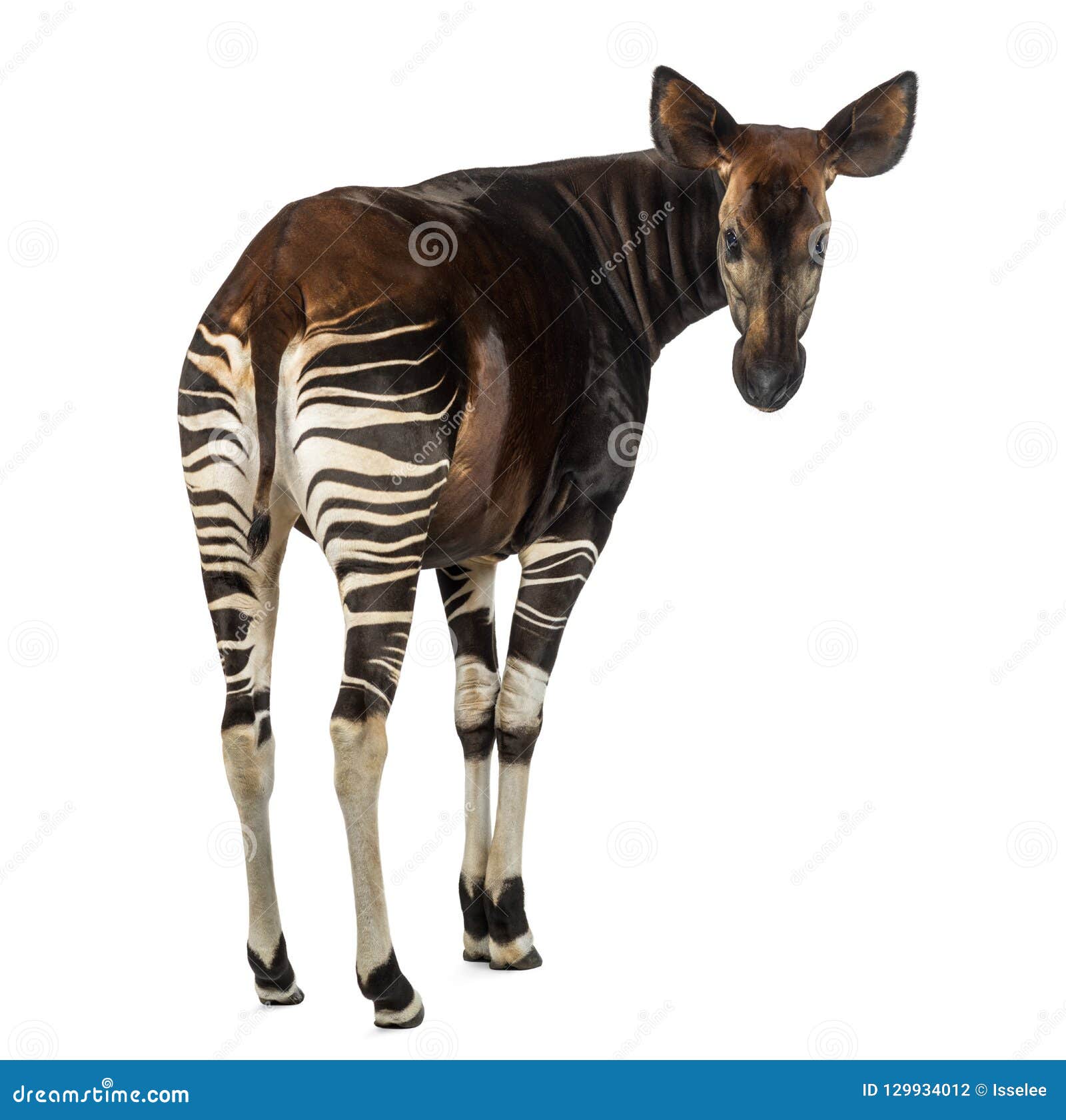 Rear View of an Okapi, Looking Back at the Camera Stock Photo - Image ...