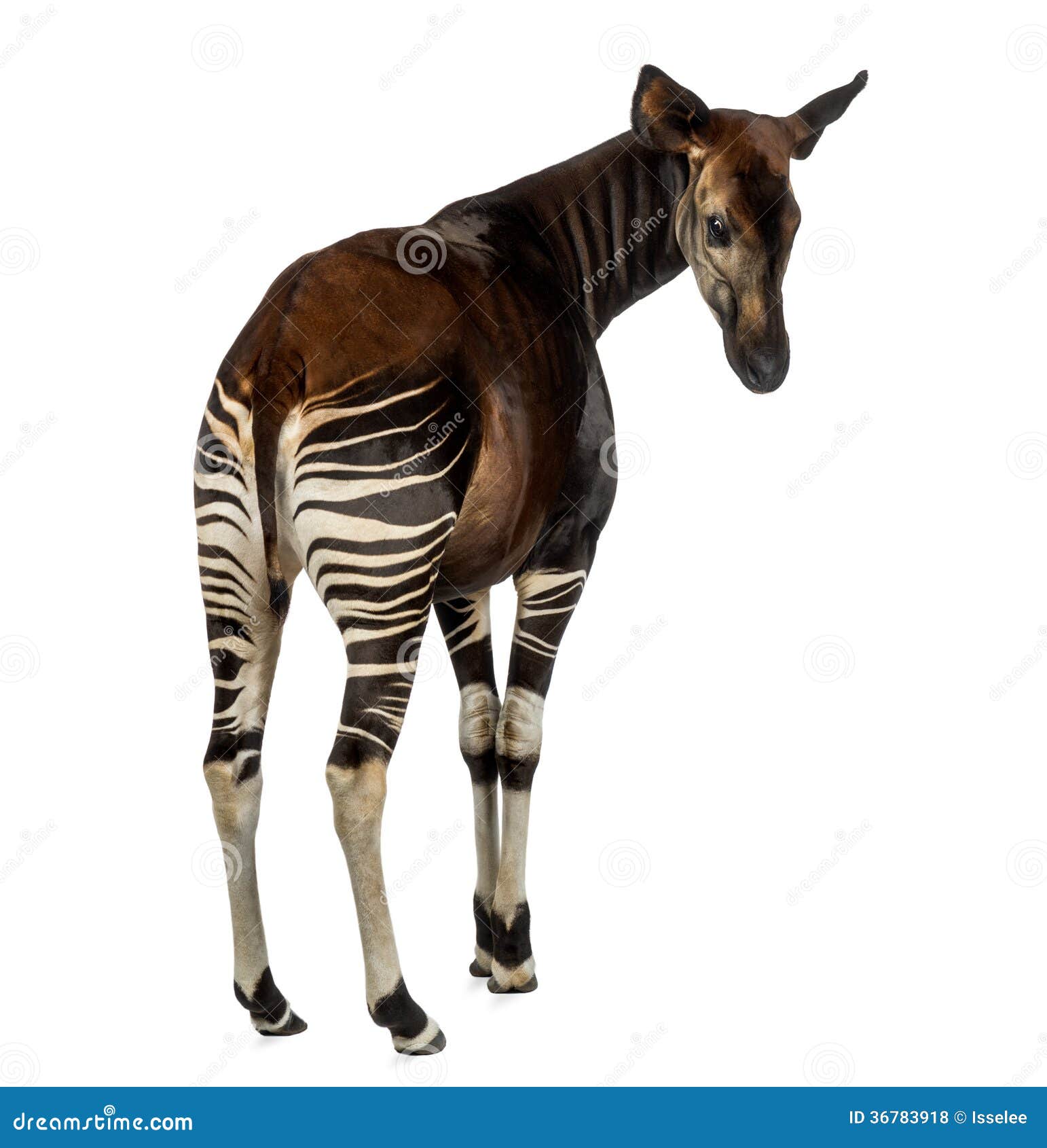 Rear View of an Okapi Looking Back, Okapia Johnstoni, Isolated Stock ...