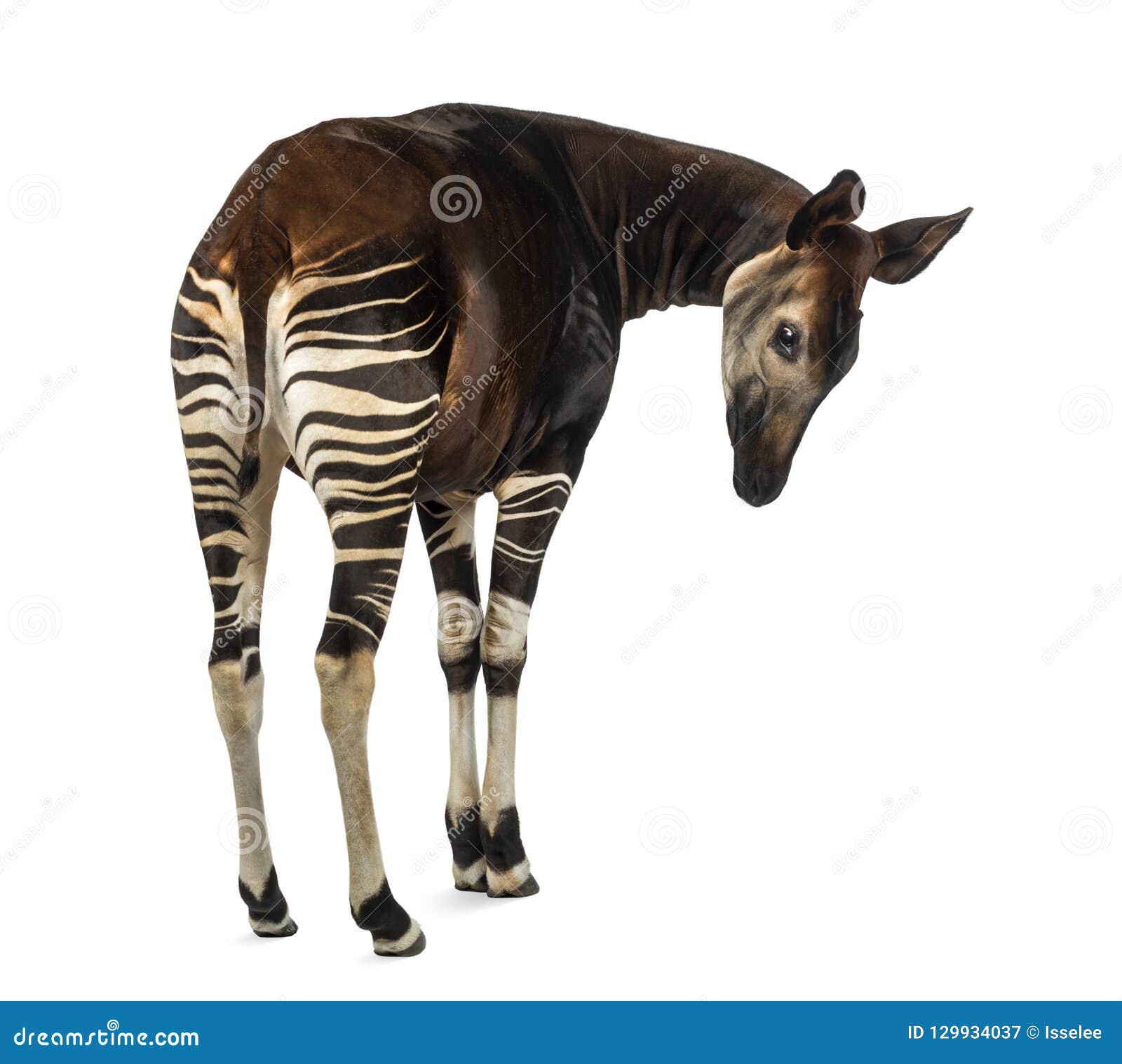 Rear View of an Okapi, Looking Down Attentively Stock Image - Image of ...