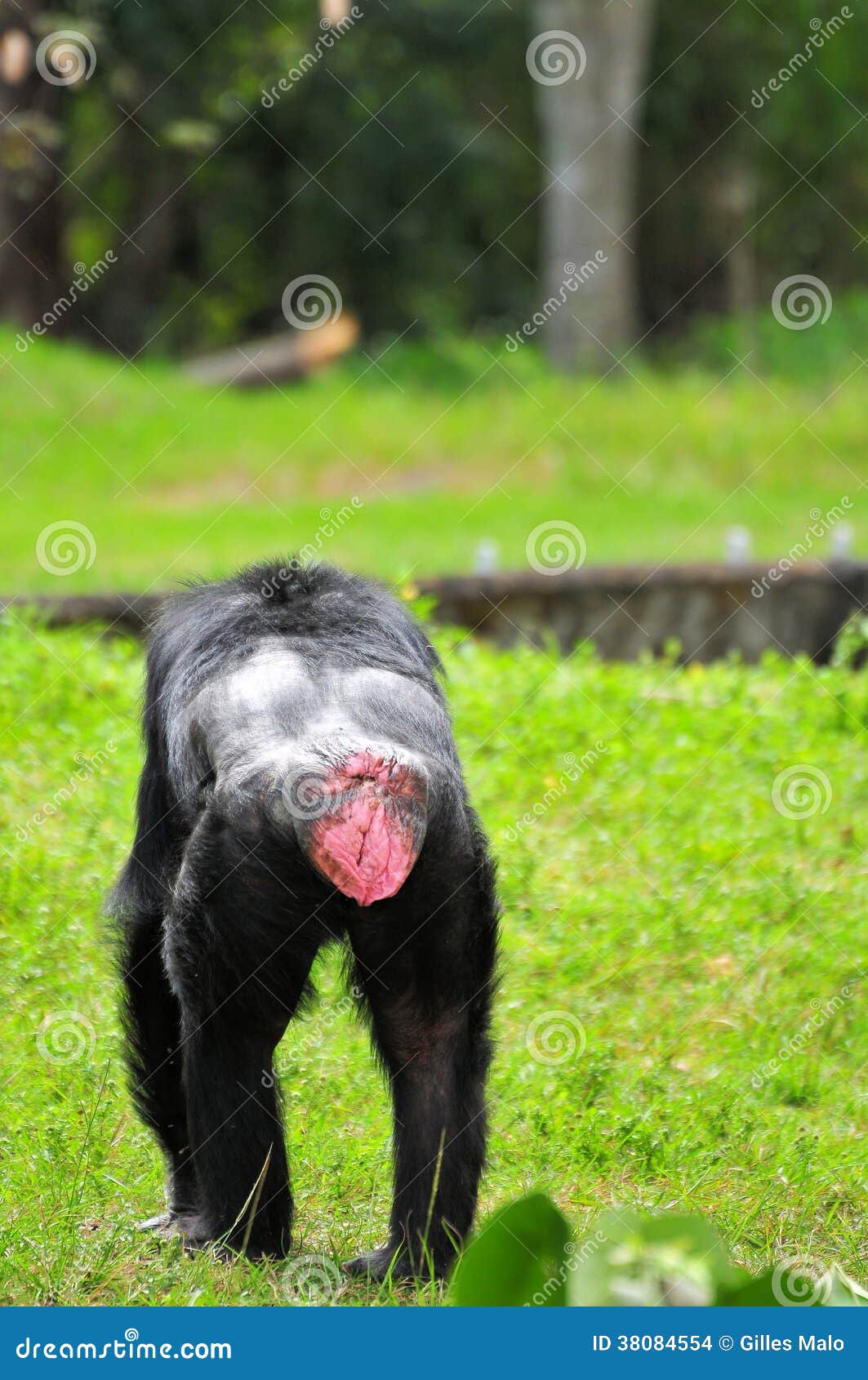 Rear View of an Old Chimpanzee Stock Photo - Image of grass, walk: 38084554