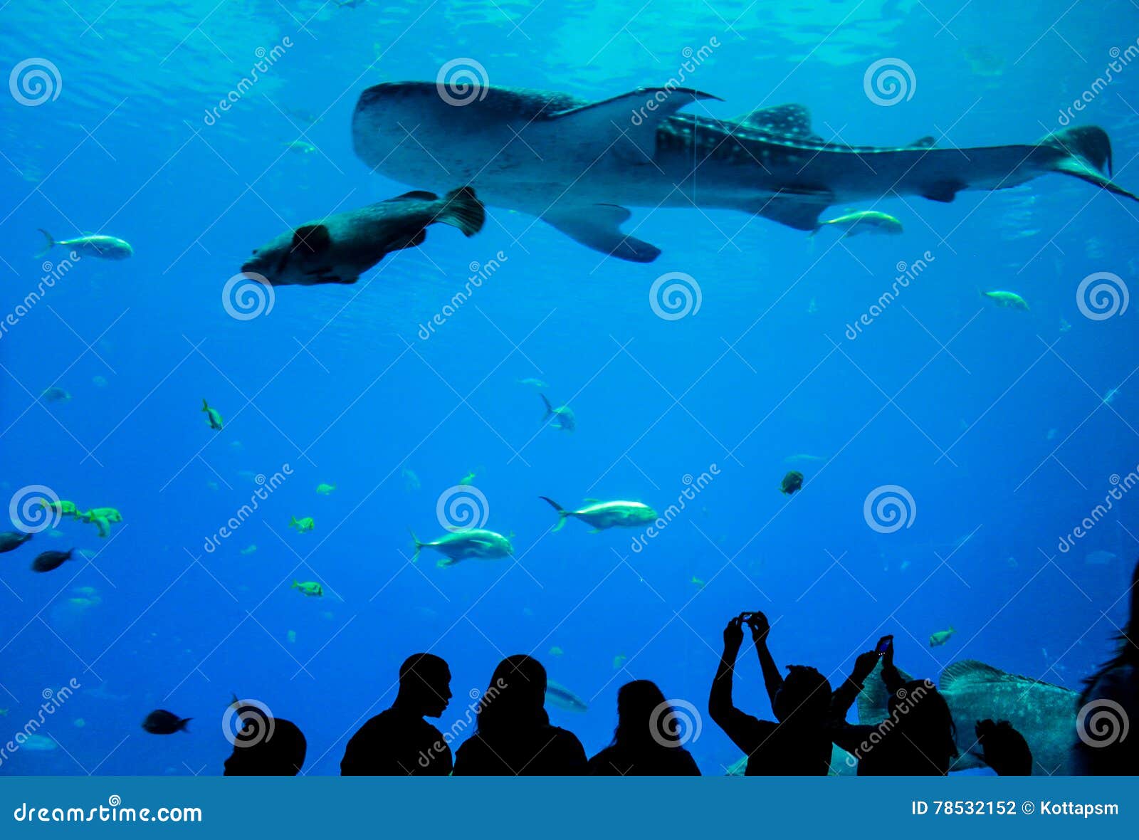 Rear View of People Watching Fishes in Aquarium Editorial Photography ...