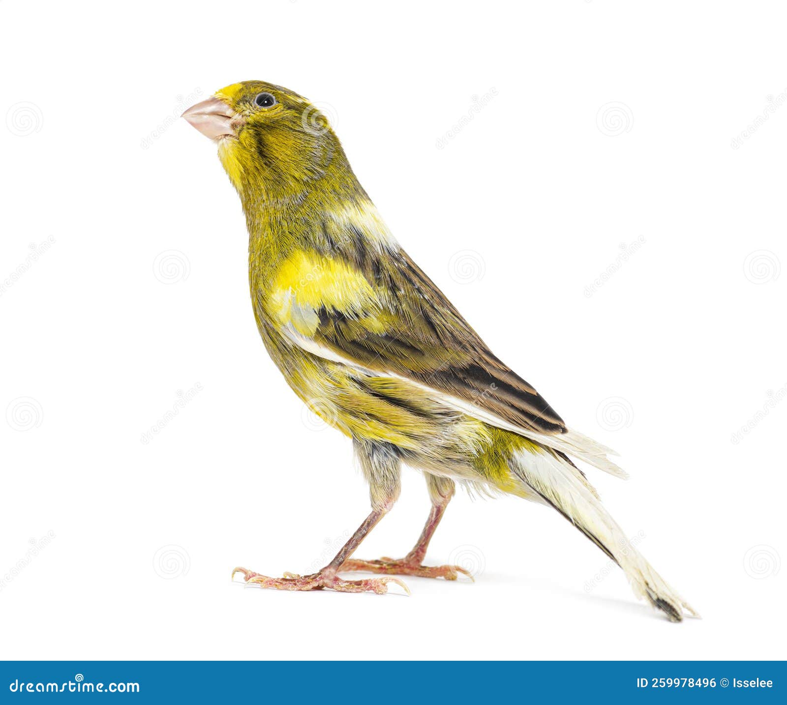 Rear View of a Pied Canary Looking Up Isolated on White Stock Photo ...