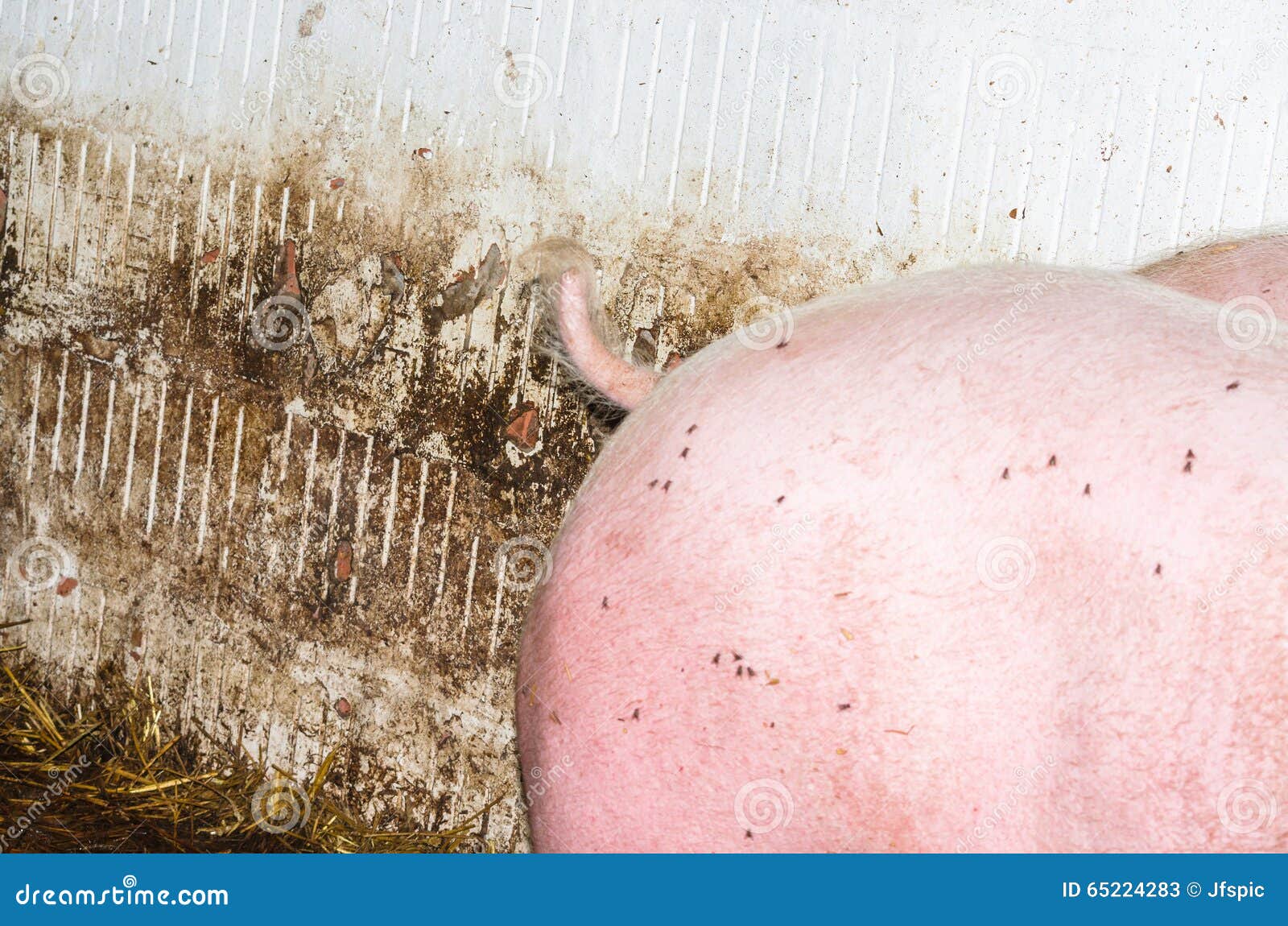 Rear view Pig stock image. Image of agriculture, snout - 65224283