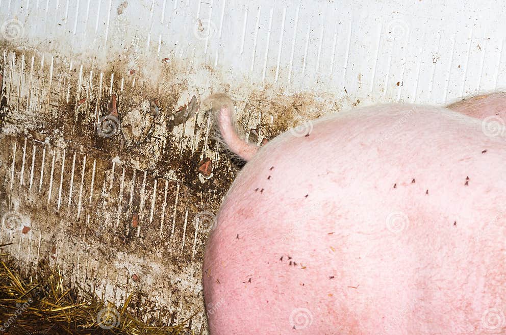 Rear view Pig stock image. Image of agriculture, snout - 65224283