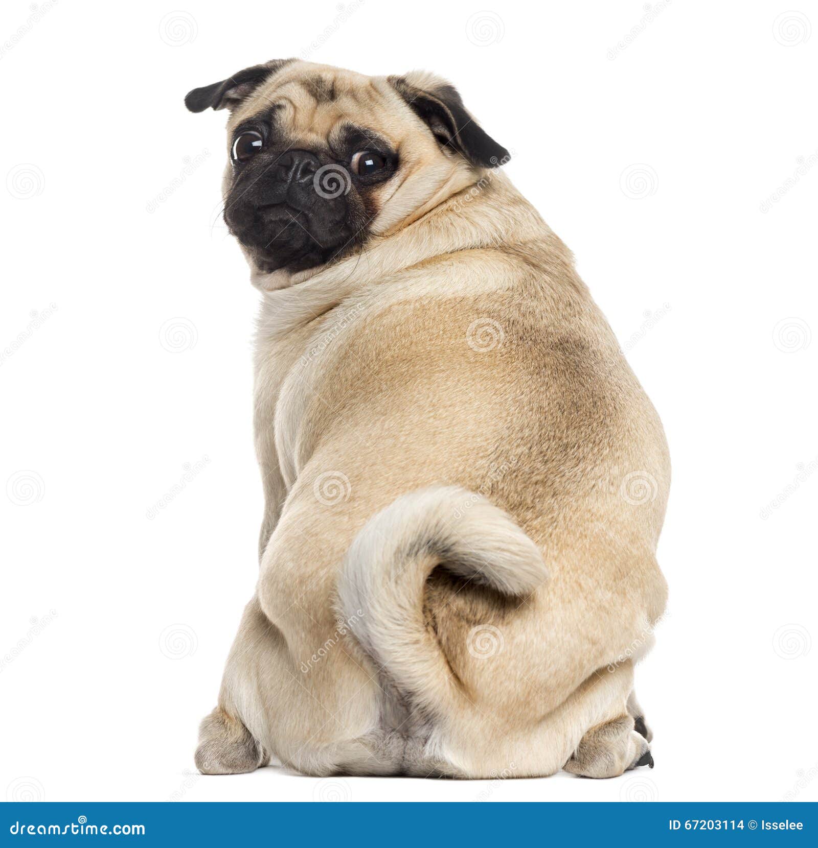 Rear View of a Pug Isolated on White Stock Photo - Image of animal ...