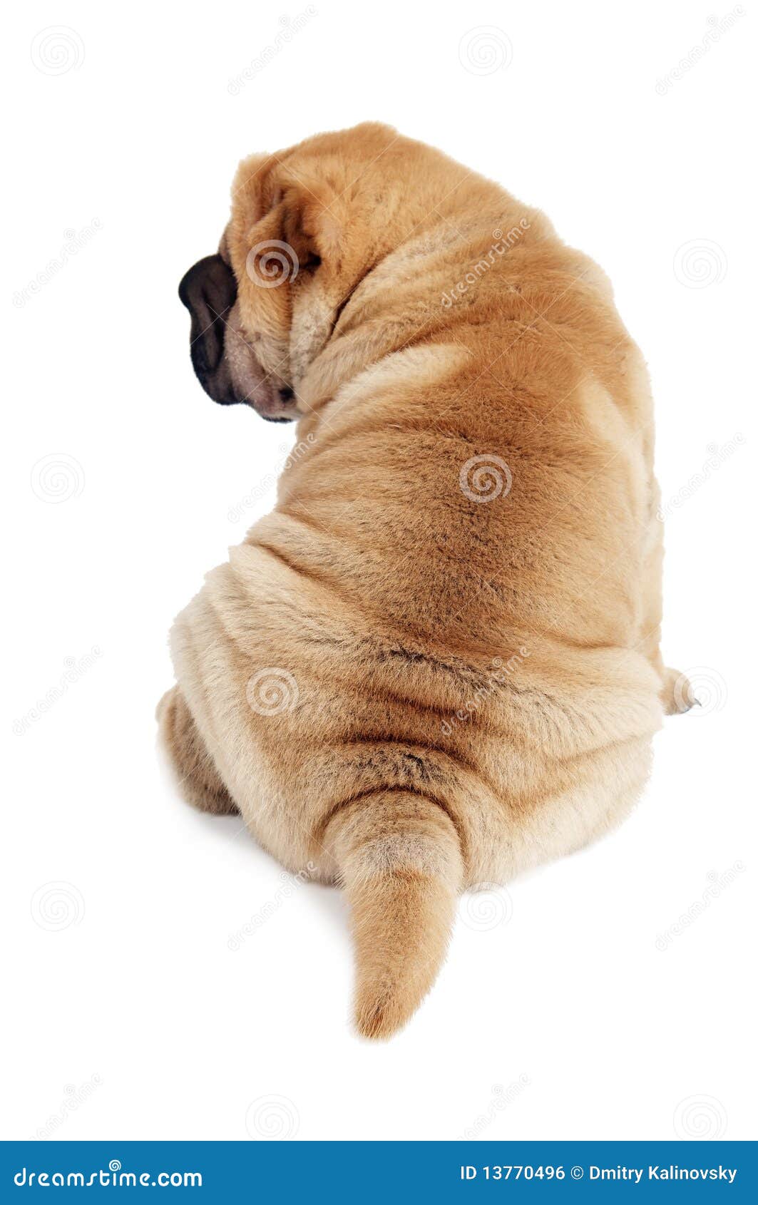 Sharpei Tail Stock Photos - Free & Royalty-Free Stock Photos from ...