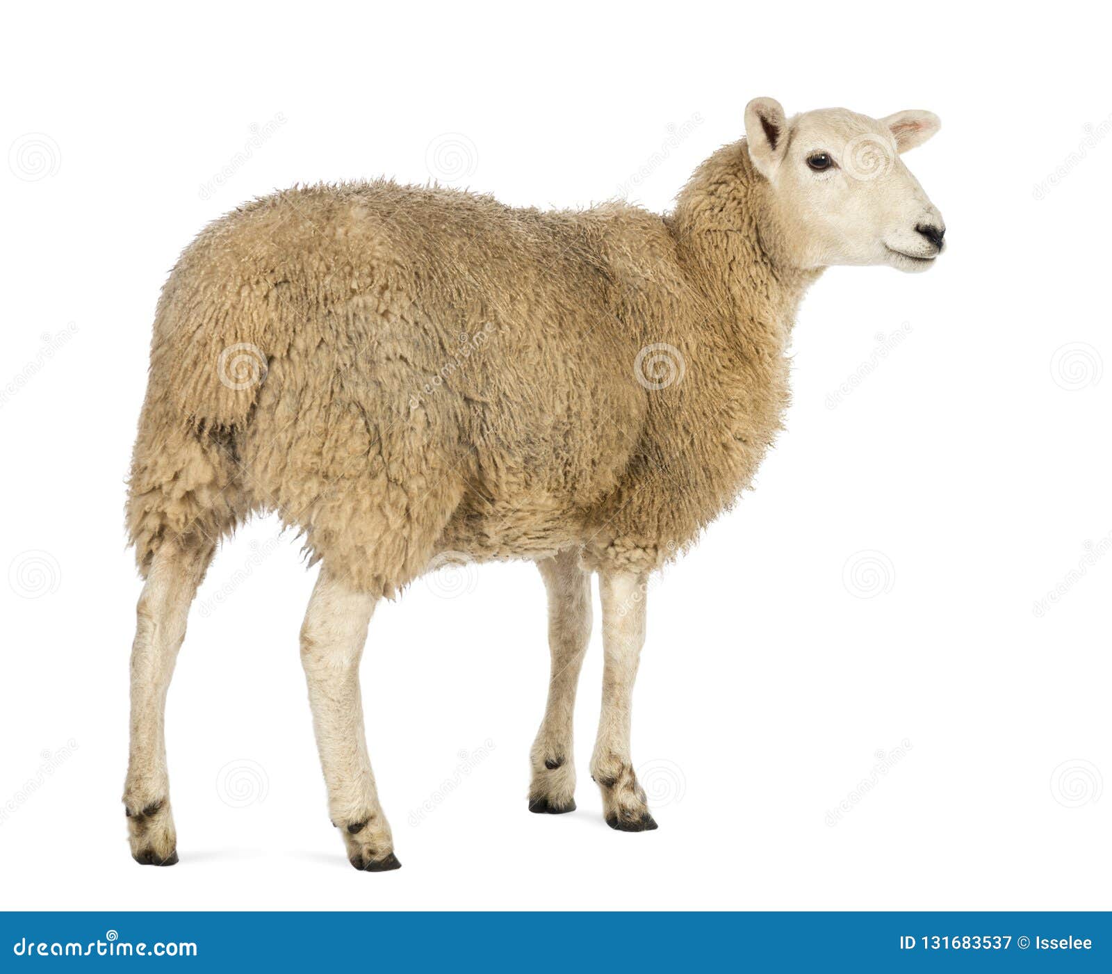 Rear View of a Sheep Looking Away Against White Background Stock Image ...