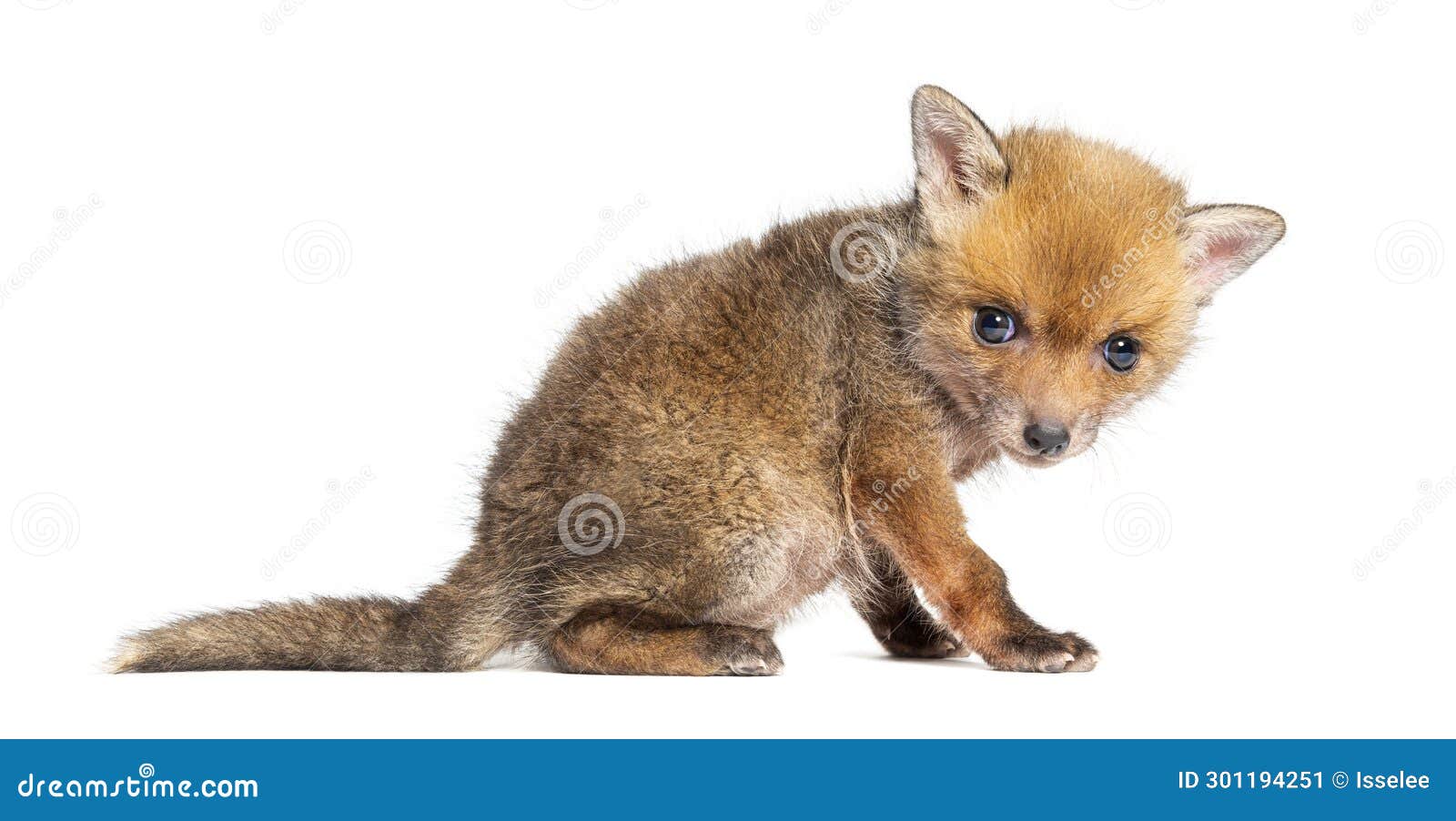 Rear View of a Sitting Five Weeks Old Red Fox Cub, Isolated on White ...