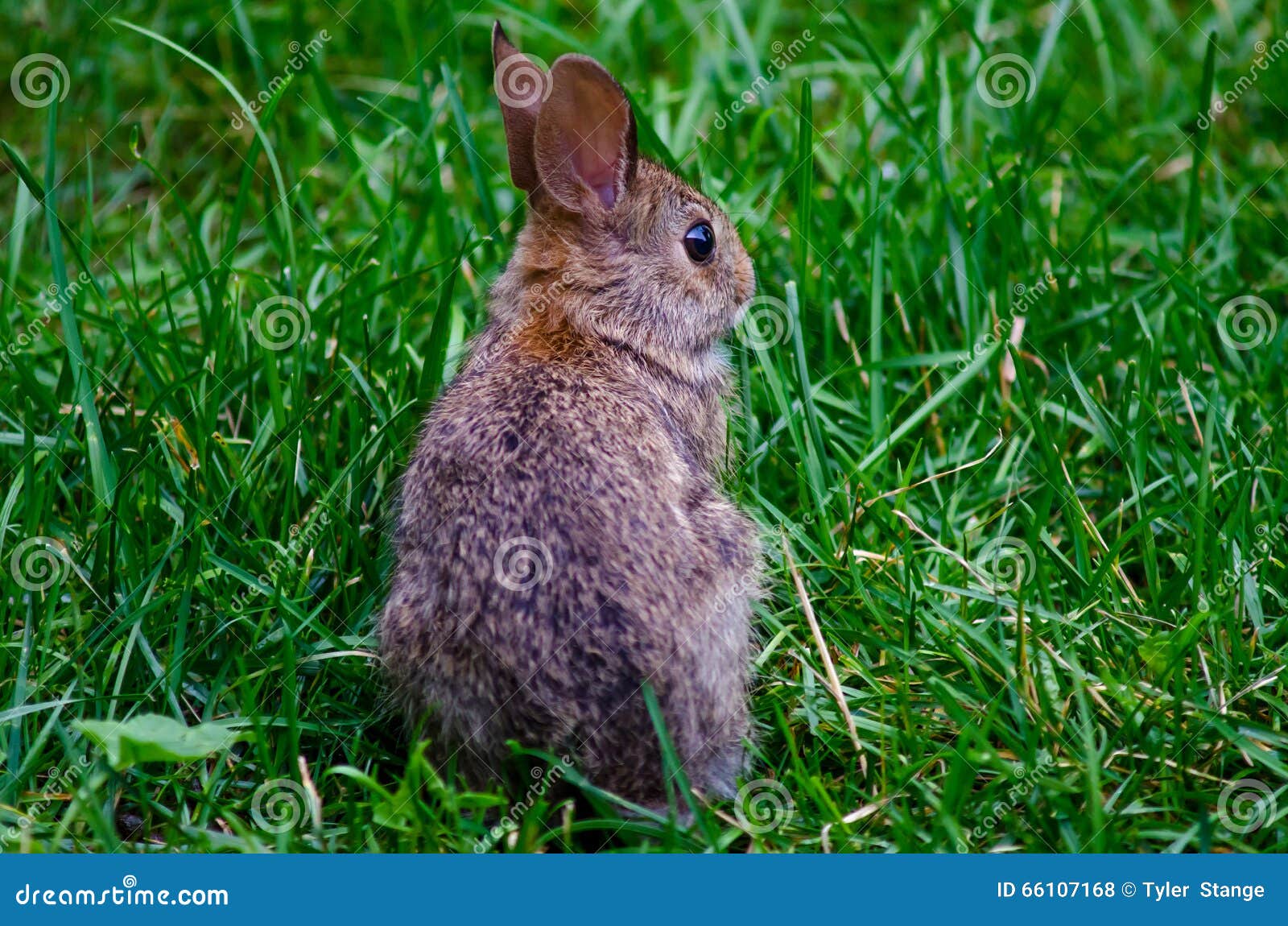 Rear View of Small Rabbit stock photo. Image of adorable - 66107168