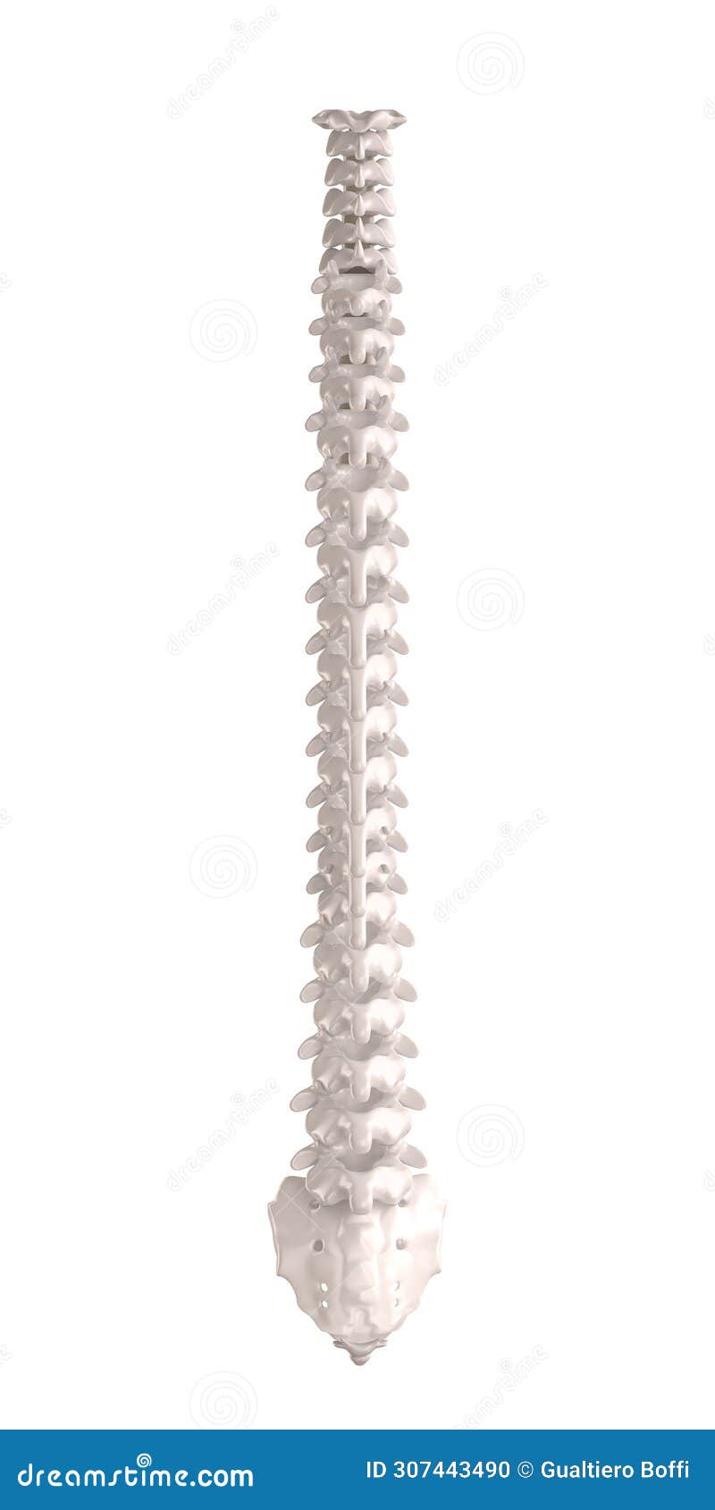 Rear View of a Spinal Column, Human Skeleton with Anatomical Details ...
