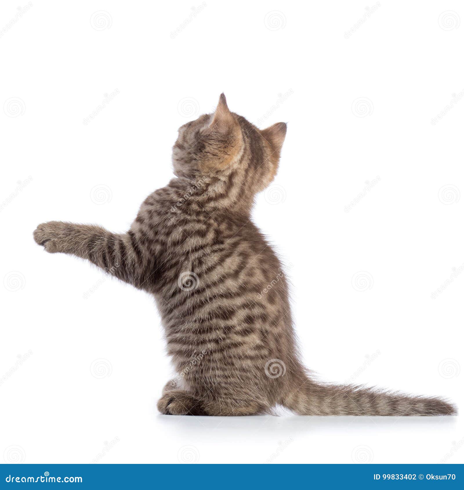 Rear View of Tabby-cat Kitten Standing on Legs Isolated on White Stock ...
