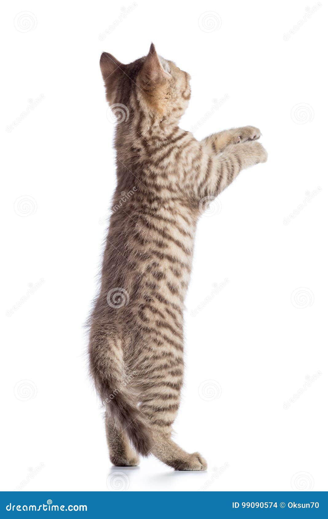 Rear View of Tabby-cat Kitten Standing on Legs on White Stock Photo ...