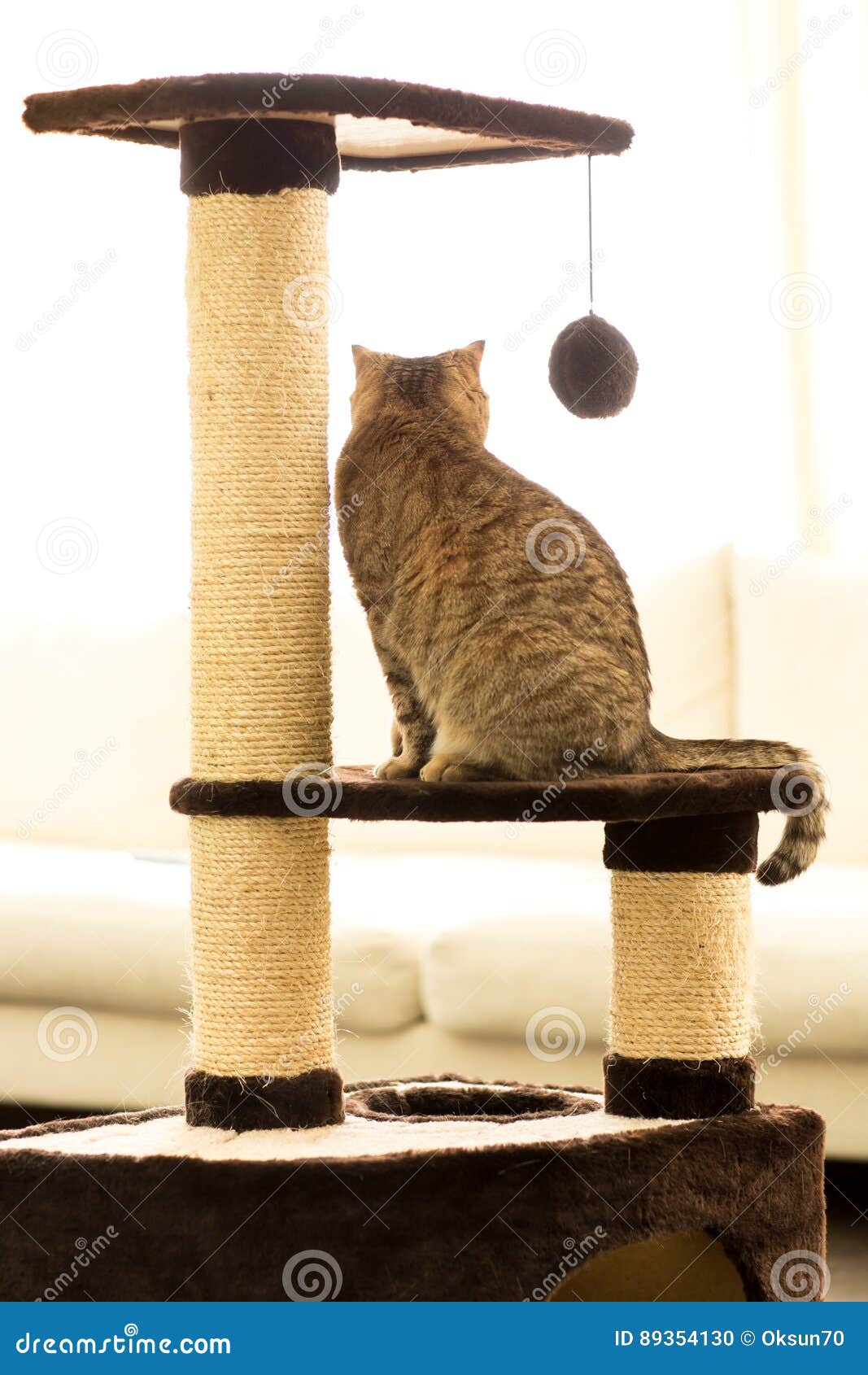 Rear View of Tabby-cat Sitting on a Scratching Post in Living Room ...