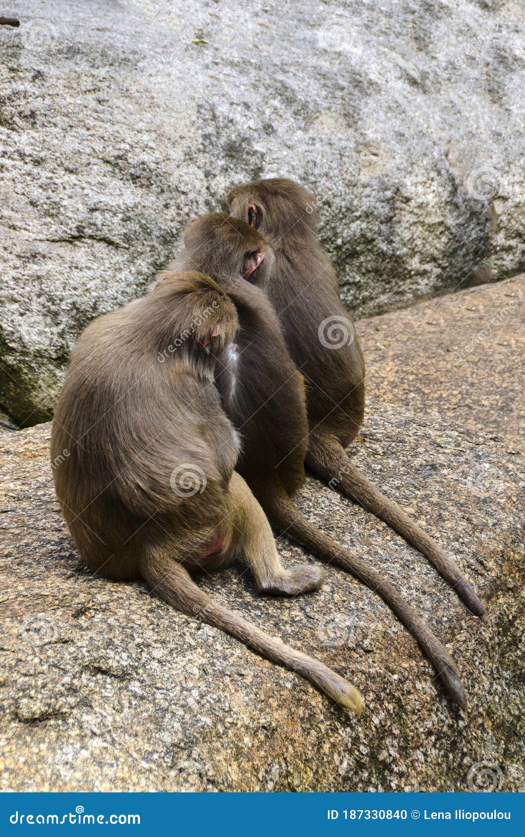 Rear View of Three Macaque Apes Stock Photo - Image of monkey, animal ...