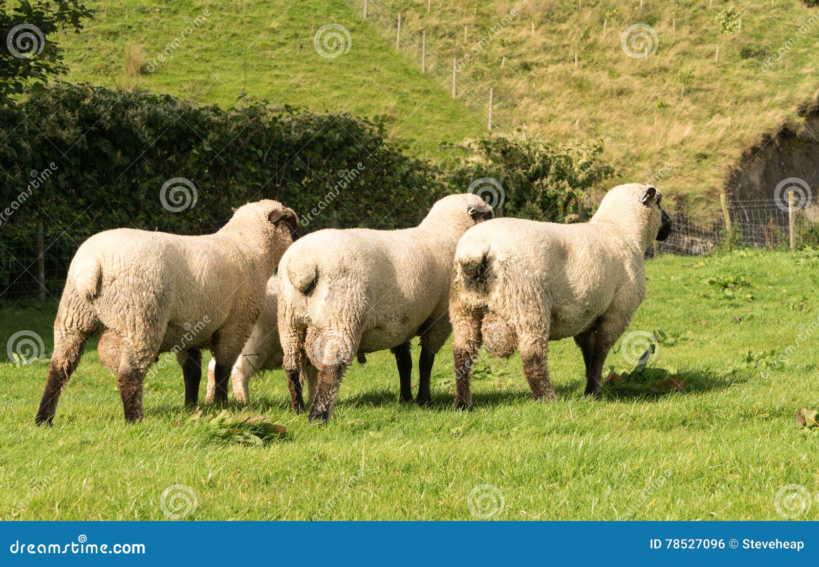 Rear View of Three Shropshire Sheep in Meadow Stock Photo - Image of ...
