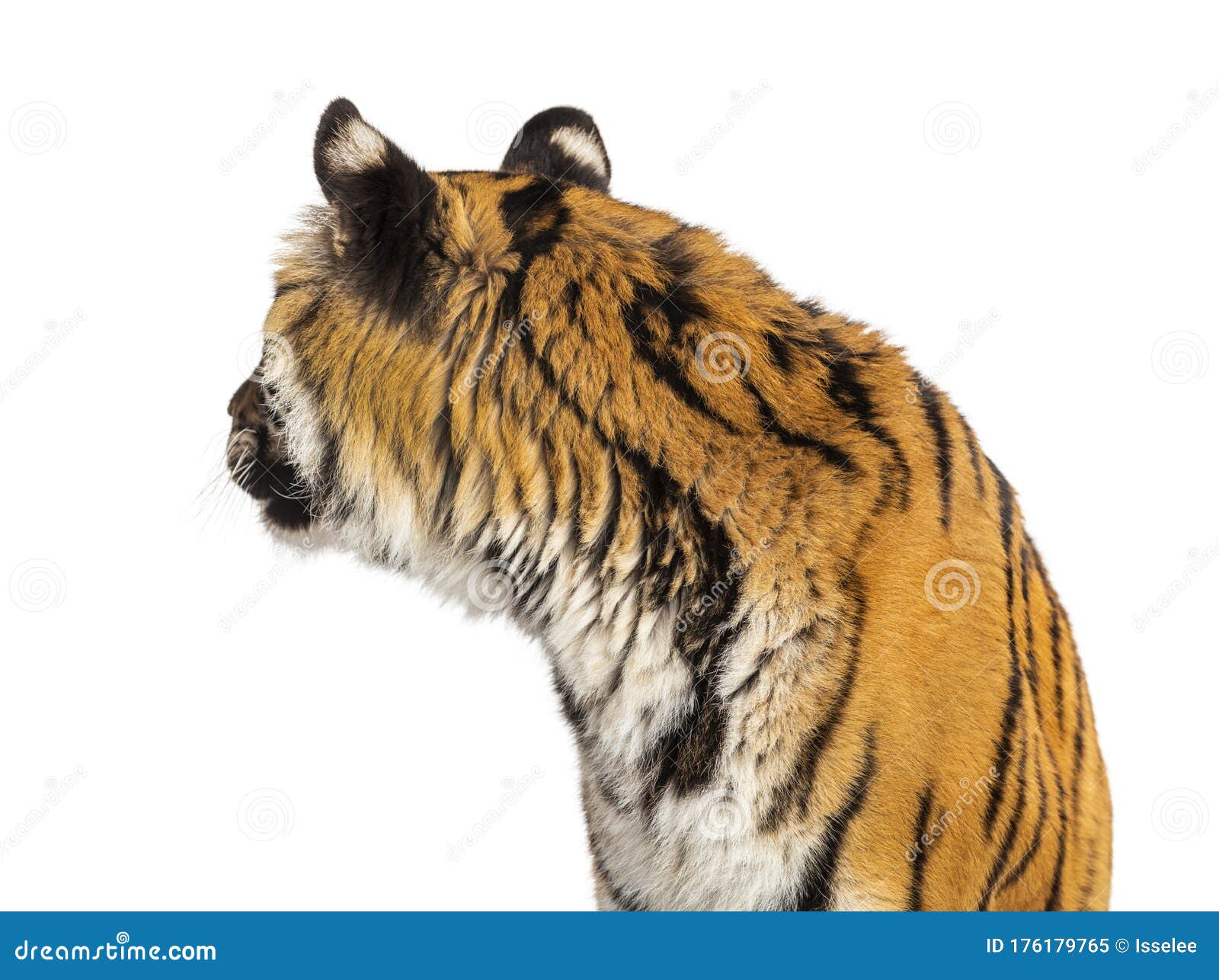 Rear View of a Tiger`s Head Looking Backwards, Big Cat Stock Image ...