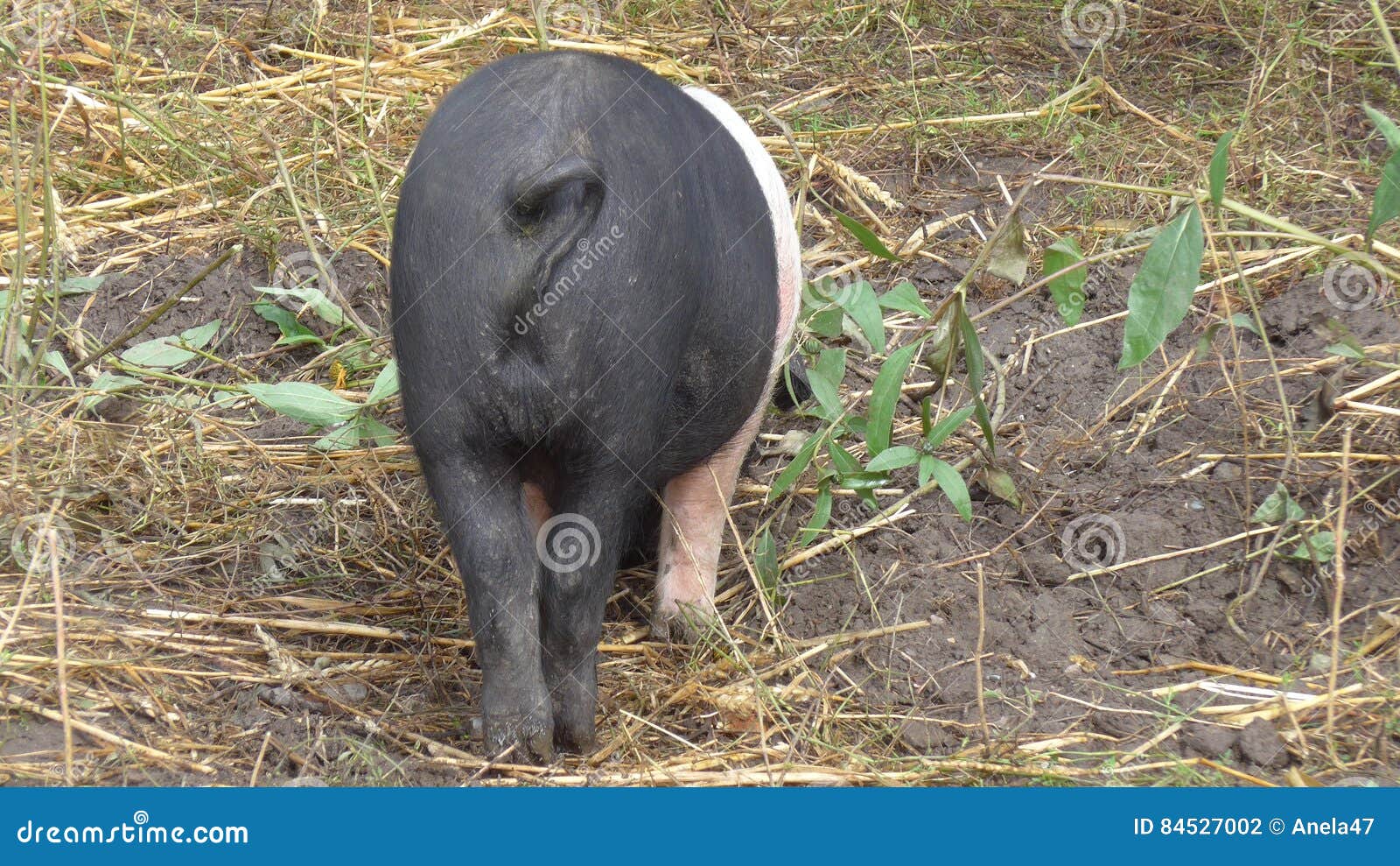 Rear View of a Two Colored Pig Outdoors on a Farm Stock Photo - Image ...