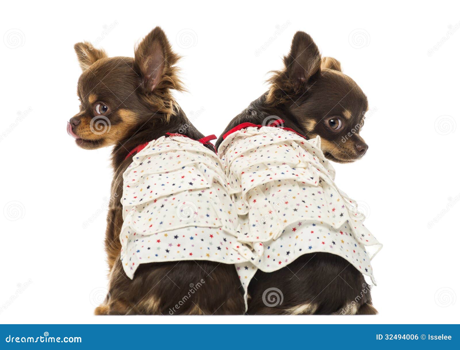 Rear View of Two Dressed Up Chihuahuas, Isolated Stock Photo - Image of ...