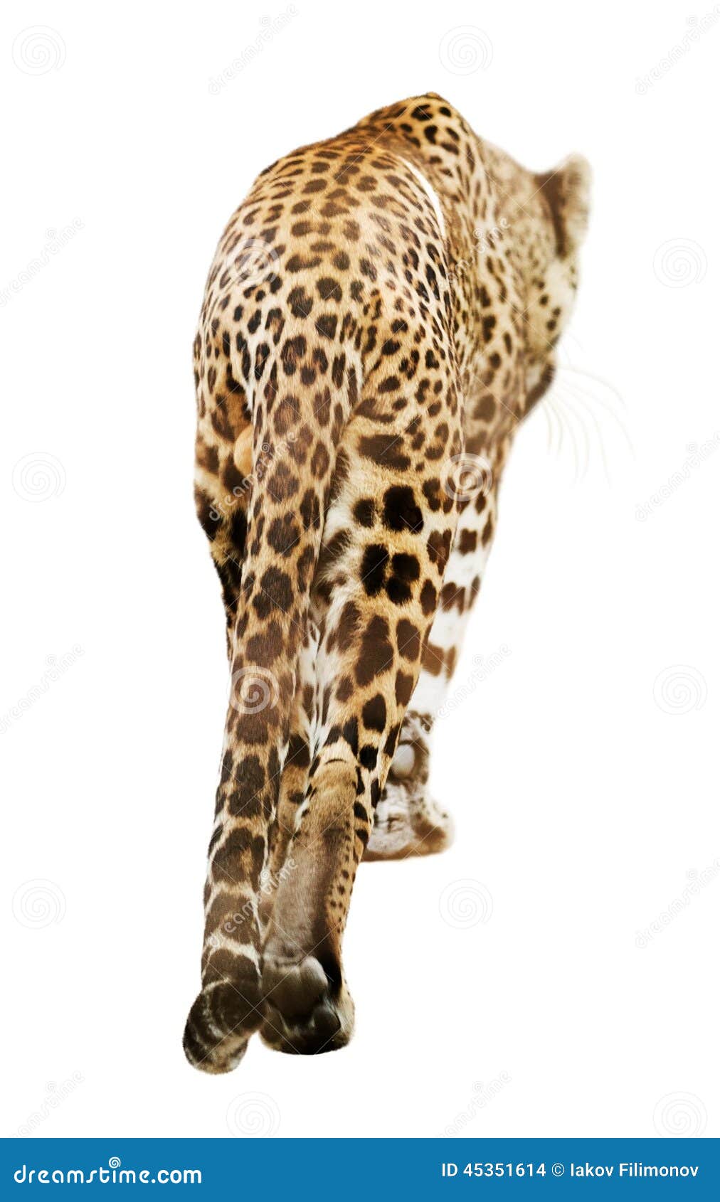 Rear View of Walking Leopard Stock Photo - Image of carnivore, wildlife ...