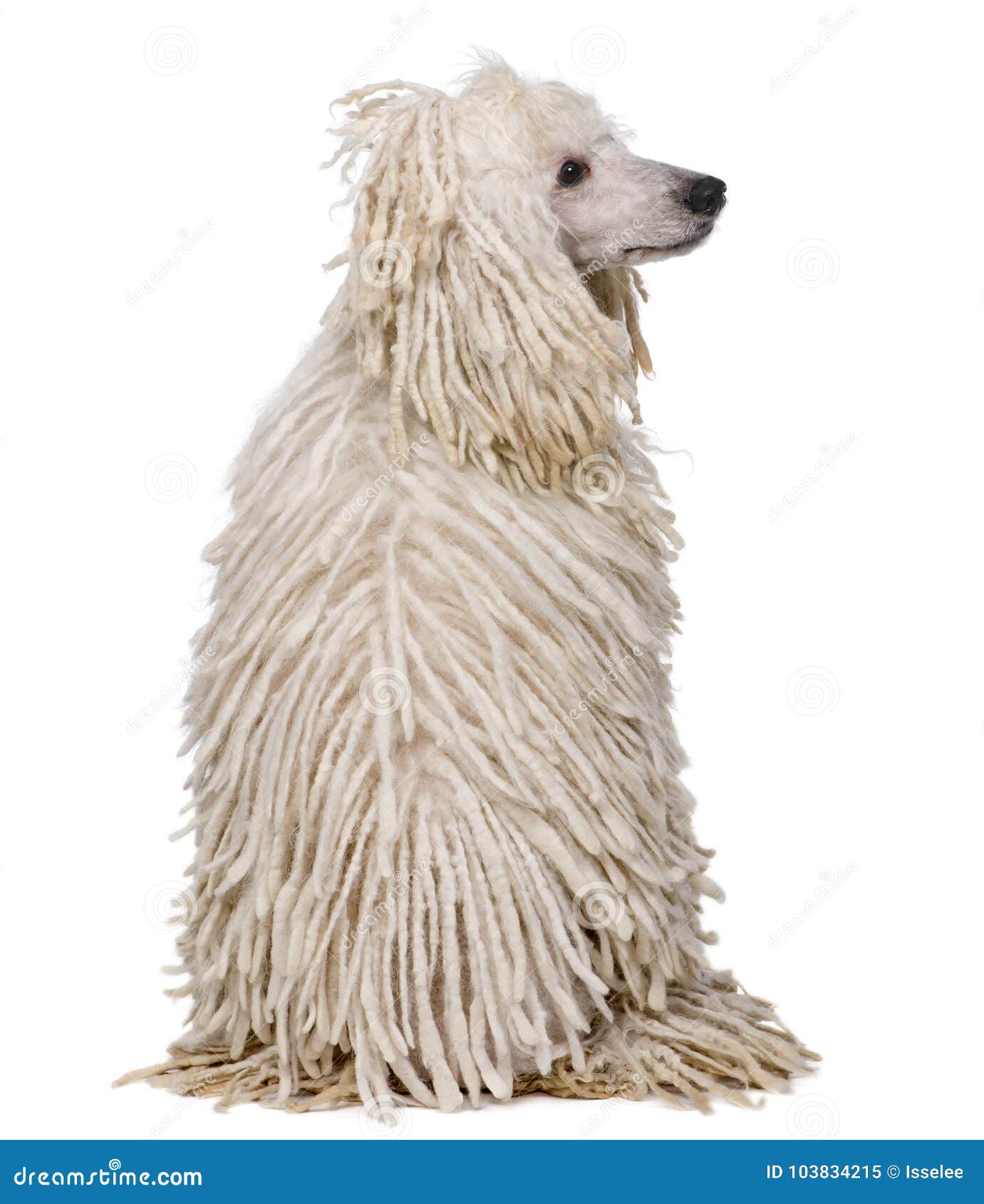 Rear View of White Corded Standard Poodle Sitting in Front of White ...