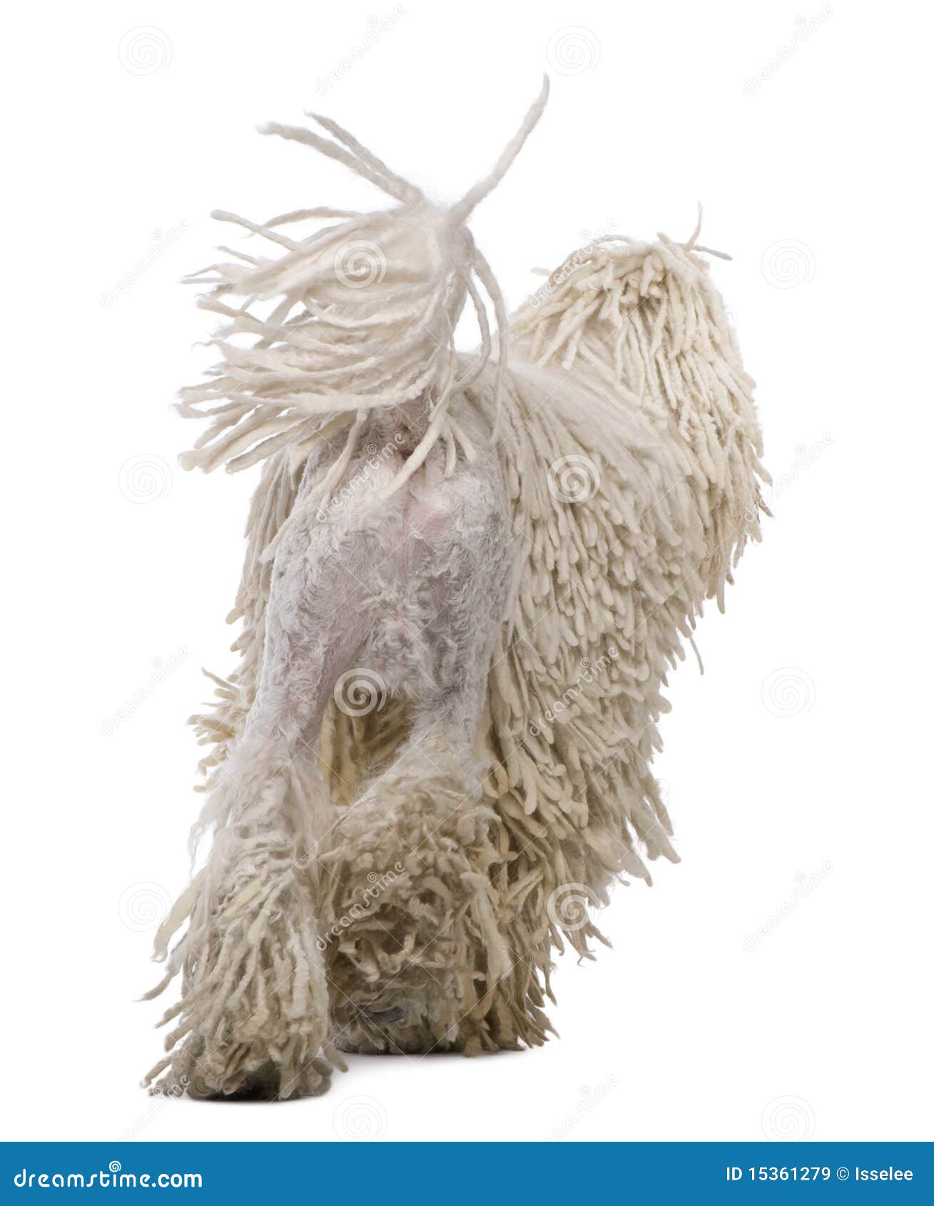 Rear View of White Corded Standard Poodle Walking Stock Image - Image ...