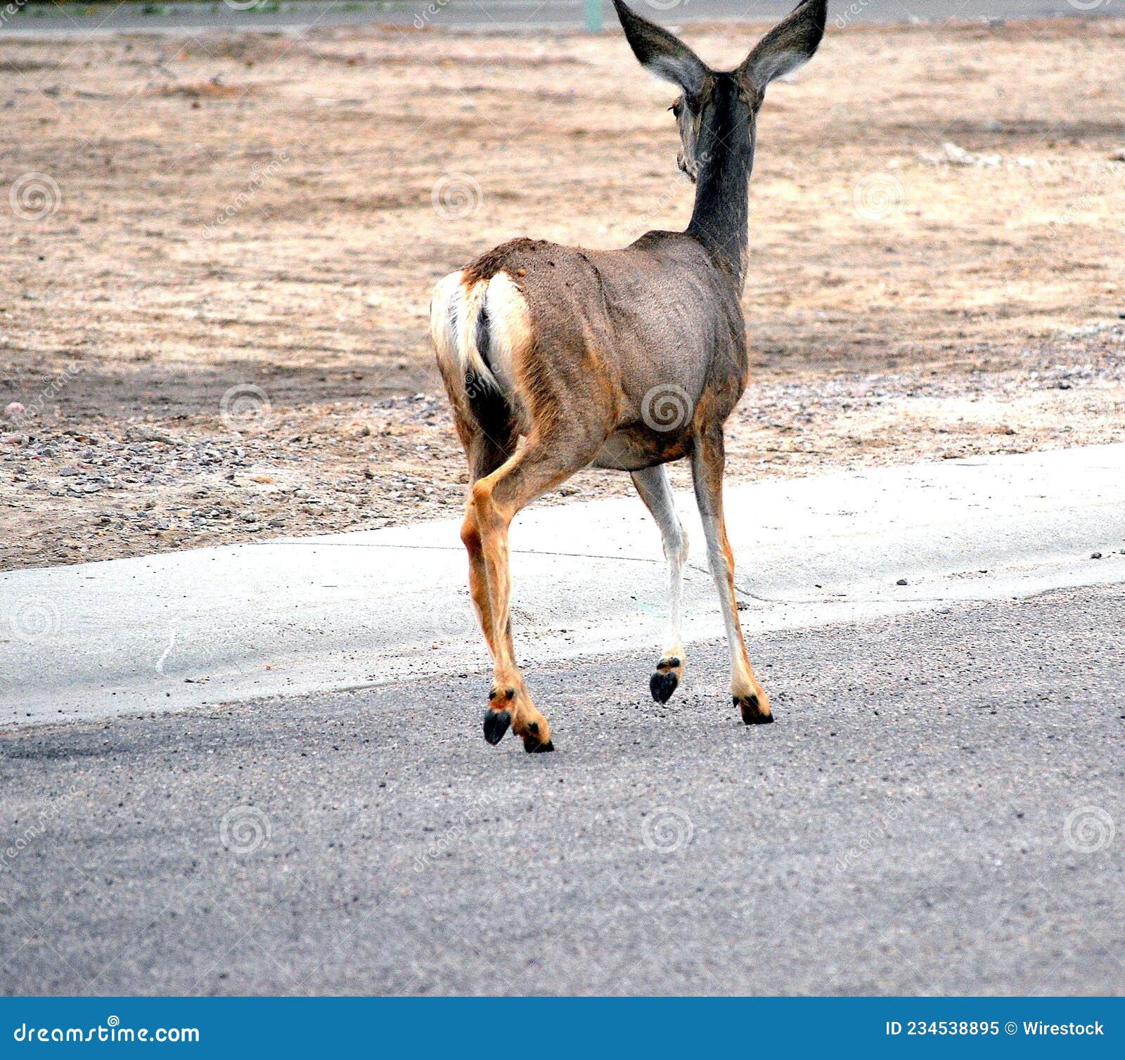 Rear View of White-tailed Deer (odocoileus Virginianus) Stock Image ...