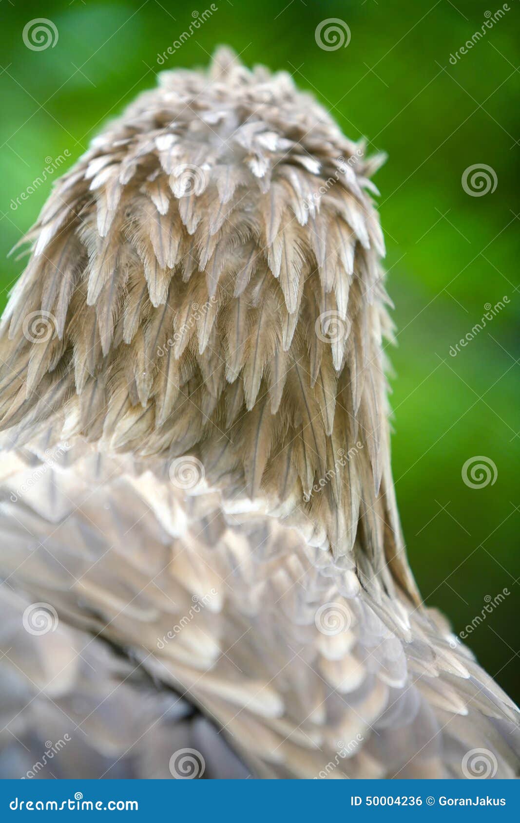 Rear View of White Tailed Eagle Stock Photo - Image of vertical, green ...