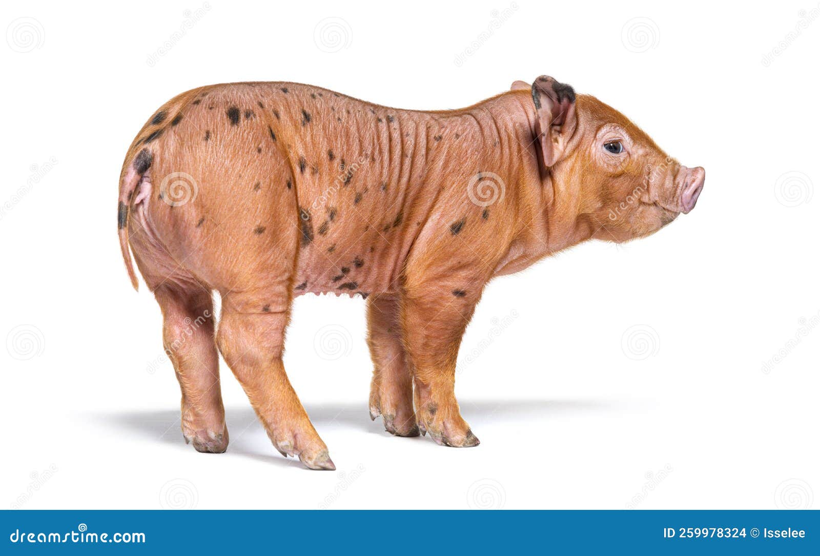 Rear View of a Young Pig Mixedbreed Looking at the Camera Stock Photo ...