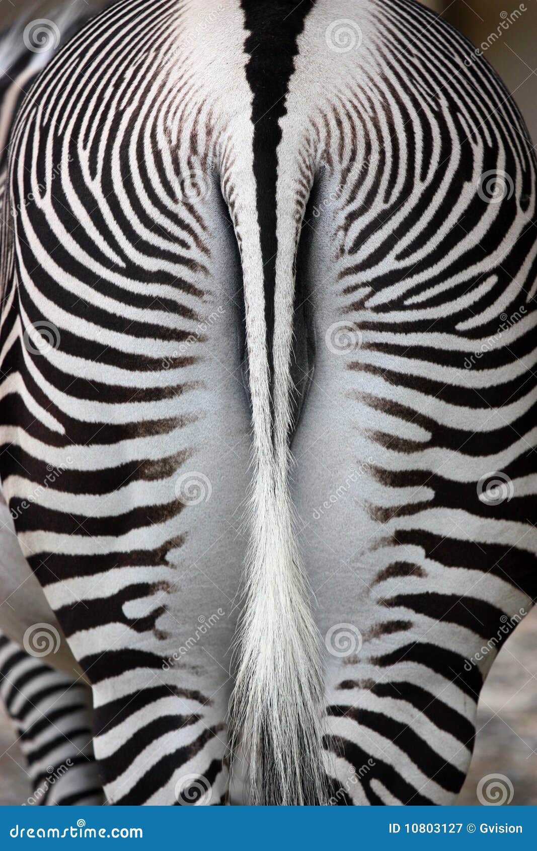 Rear view of zebra stock image. Image of rear, patterned - 10803127