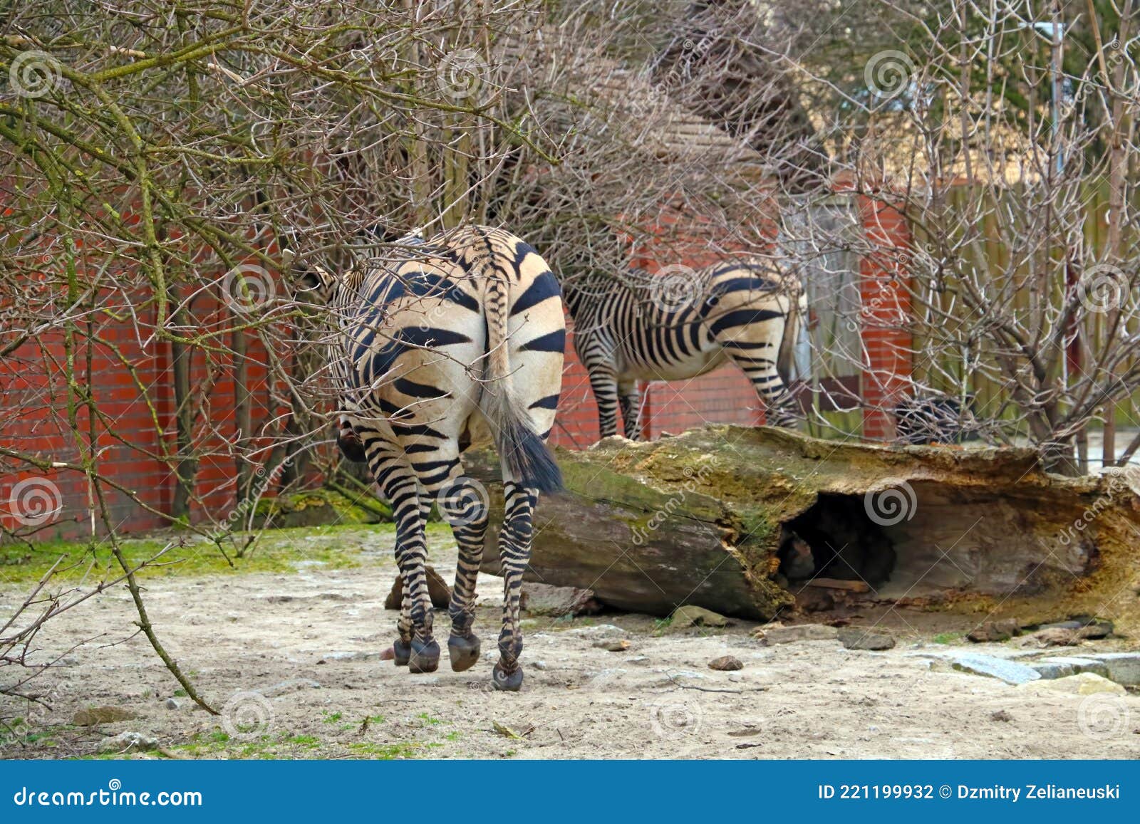 Rear View of the Zebra in the Park Stock Photo - Image of animal, park ...