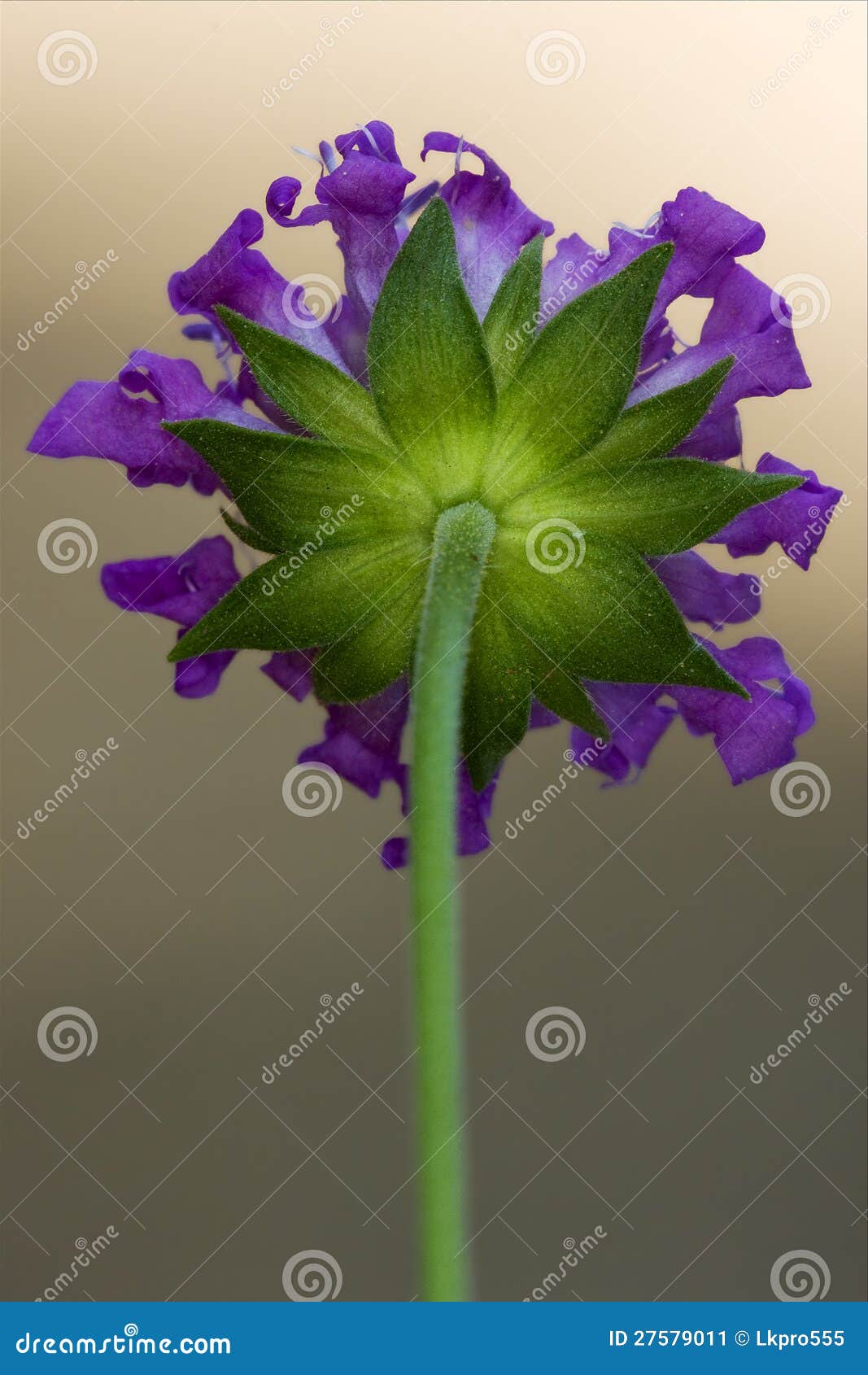 Labiate Mentha Aquatica Violet Royalty-Free Stock Photo | CartoonDealer ...