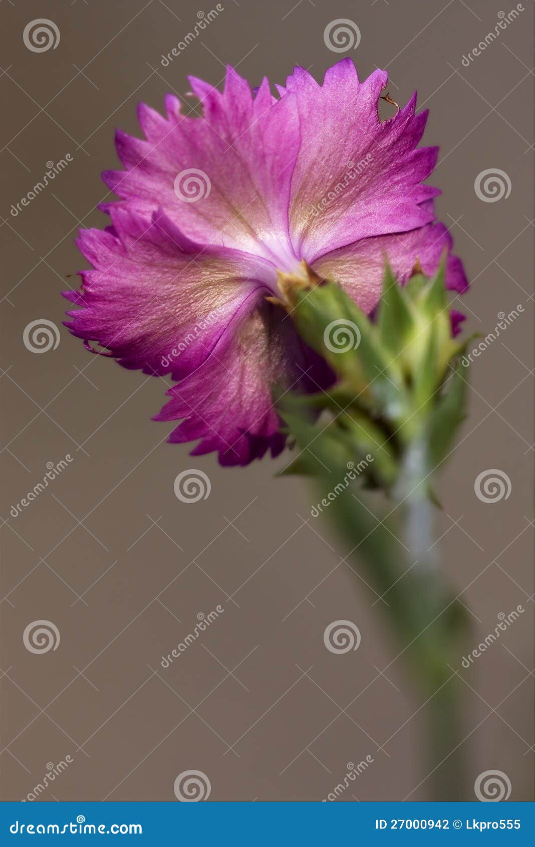 The Rear of Wild Violet Carnation Stock Photo - Image of pistil, macro ...