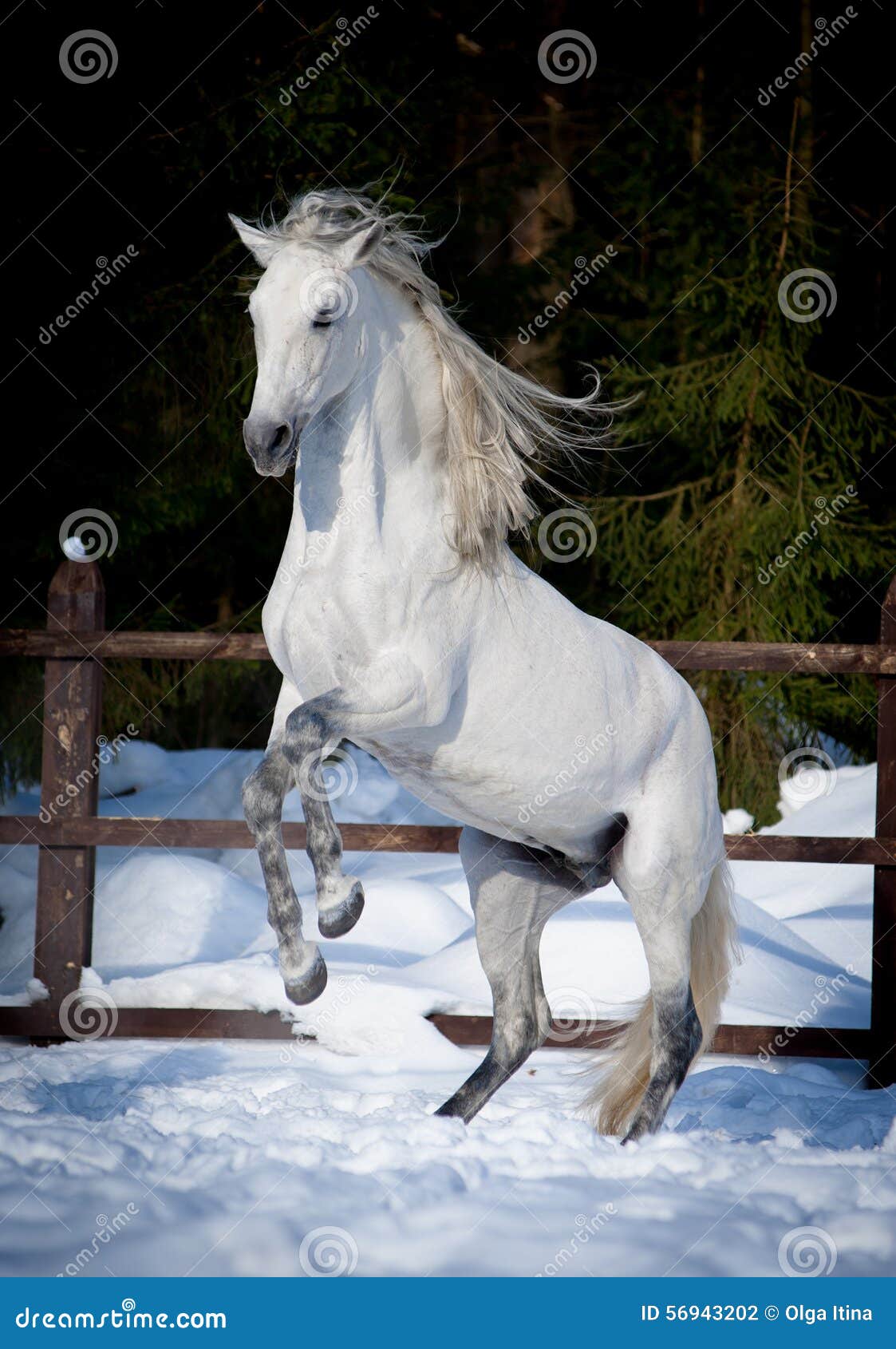Rearing Andalusian Horse Win Winter Stock Photo - Image of contest ...
