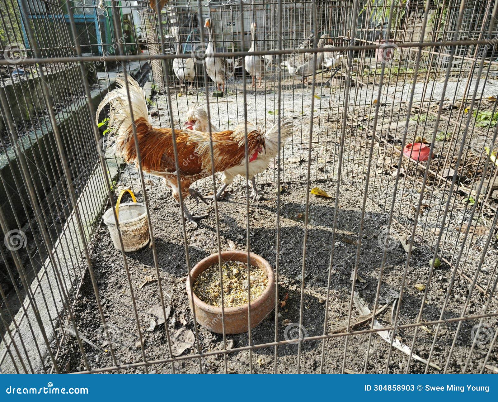 Rearing Australian Species Chickens in the Cage. Stock Image - Image of ...