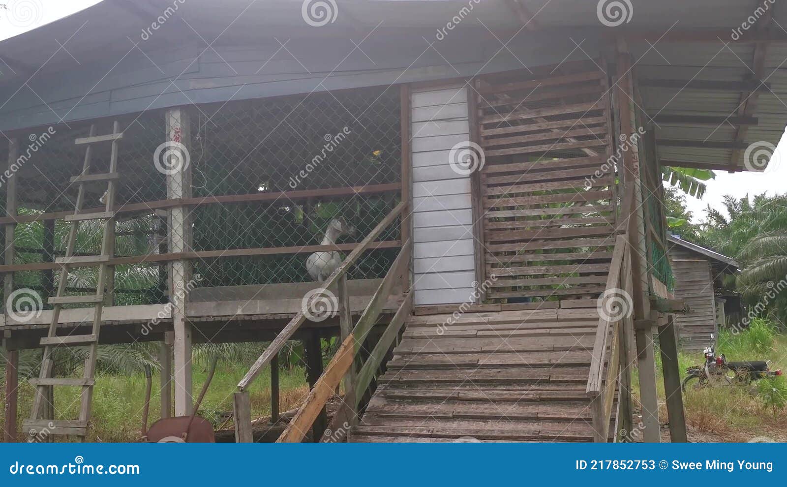 Rearing Goat Inside the Wooden Barn Stock Video - Video of loafing ...