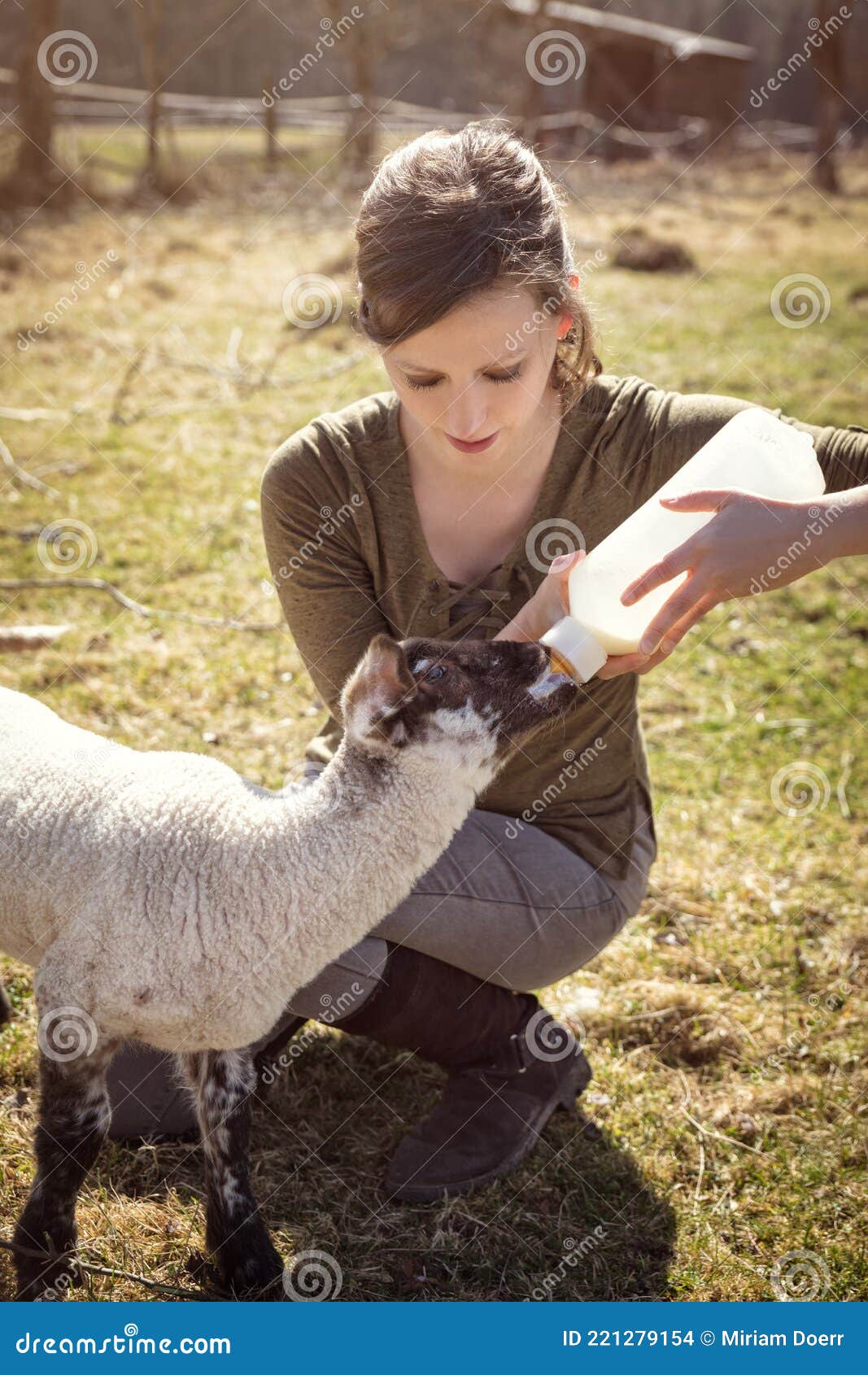 Growth of a Little Lamb, Hand Raising and Protection Stock Photo ...