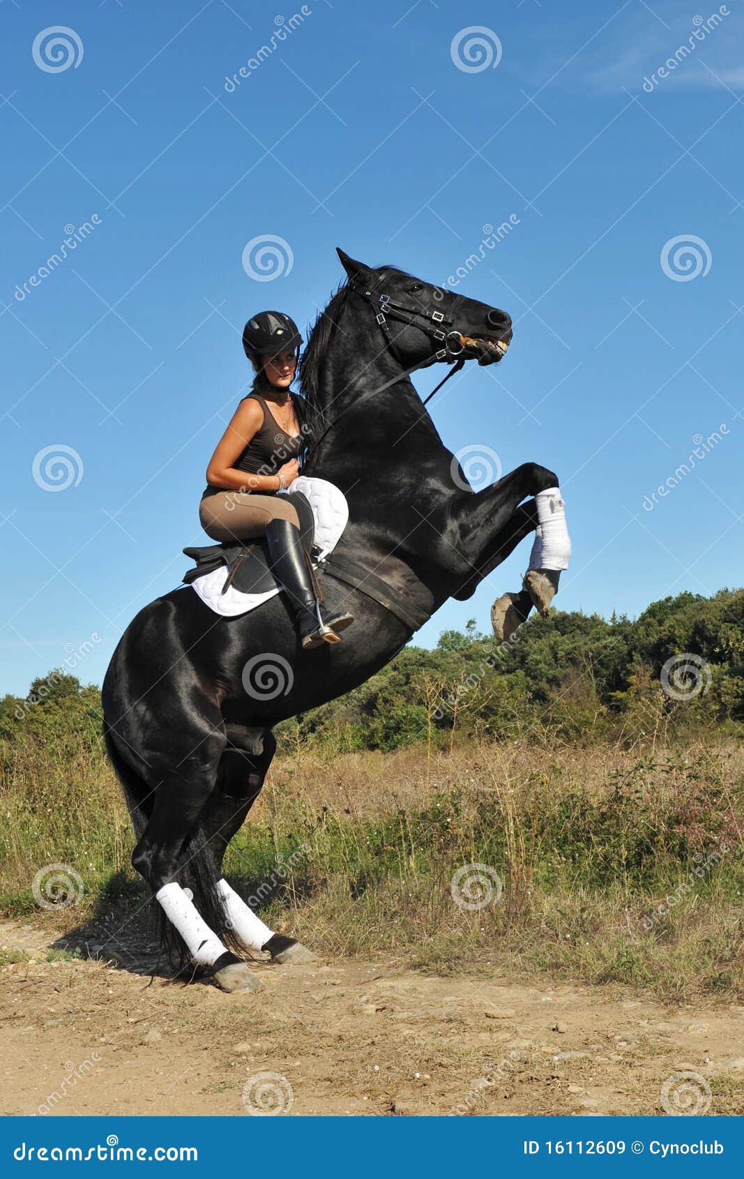 Rearing horse stock image. Image of outdoors, riding - 16112609