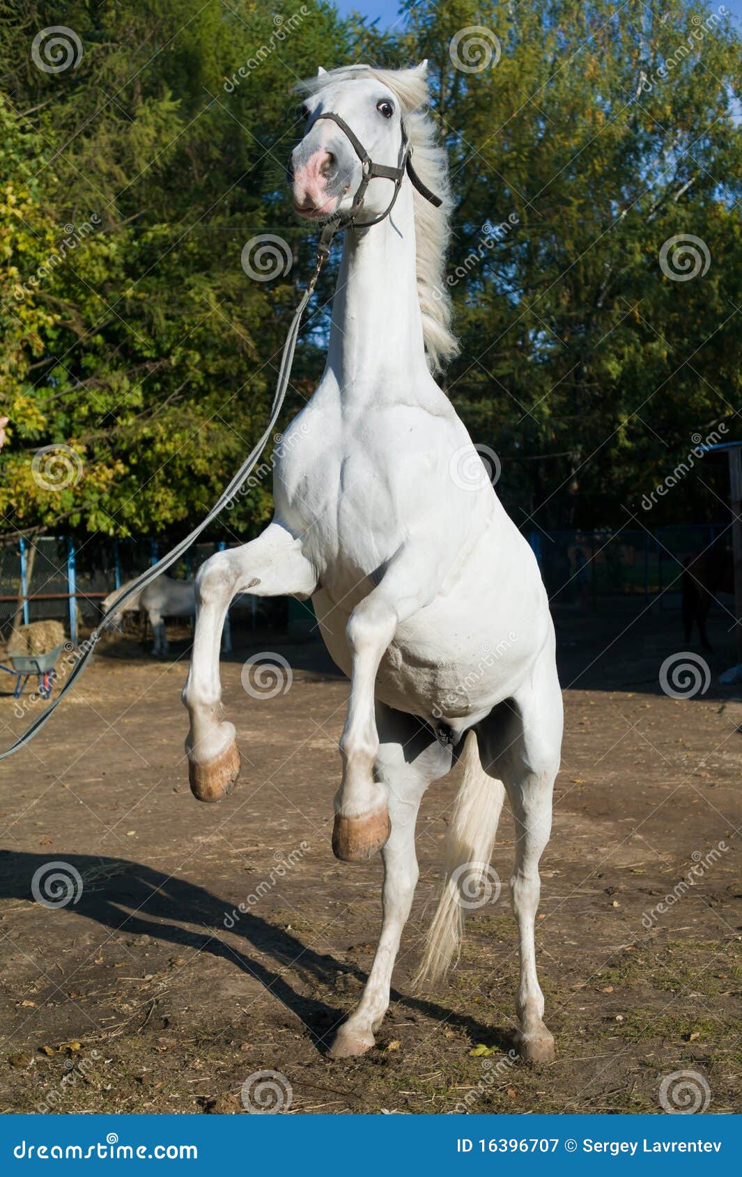 Rearing horse stock image. Image of rearing, male, beauty - 16396707
