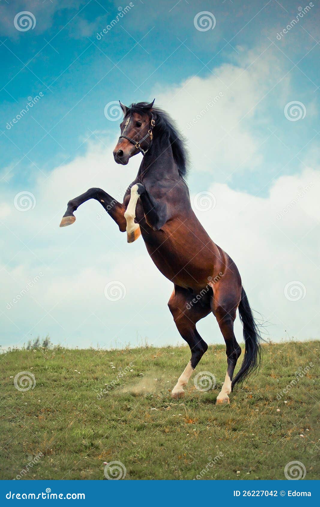Rearing Horse Stock Photography - Image: 26227042