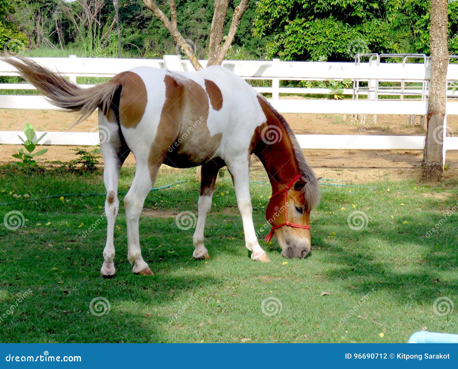 Rearing Horse in the Paddock Stock Photo - Image of pasture, meadow ...