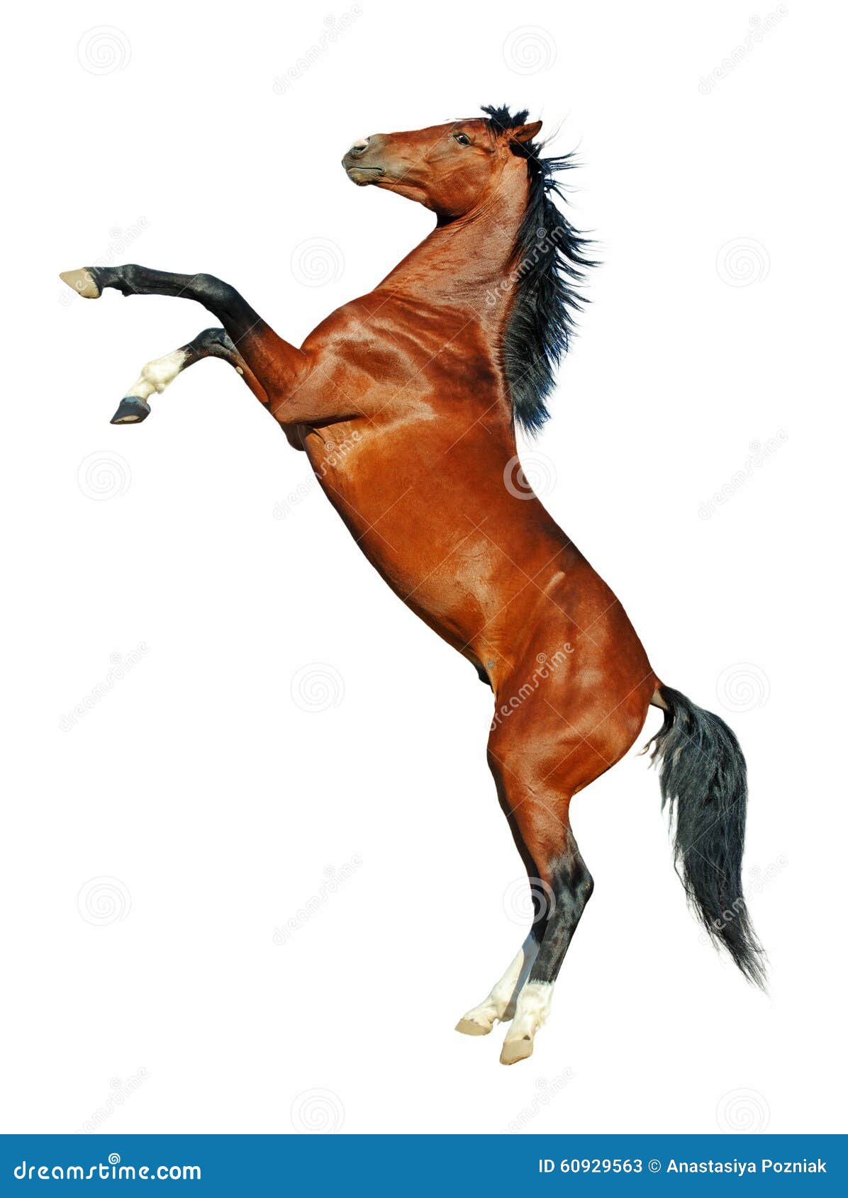 Rearing White Horse Royalty-Free Stock Photo | CartoonDealer.com #16285695